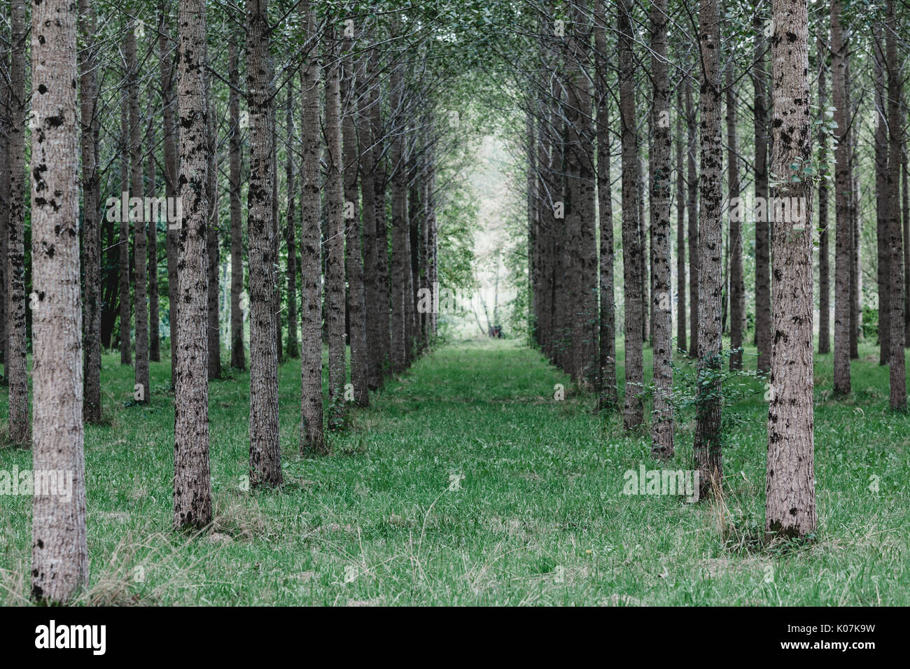 Trees planted in a row in the woods Stock Photo - Alamy