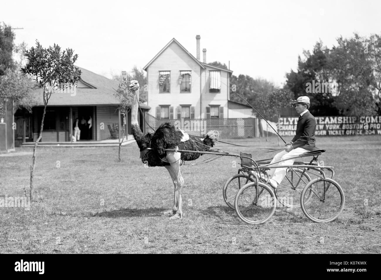 Oliver W., the famous trotting ostrich at Florida Ostrich Fa Stock ...