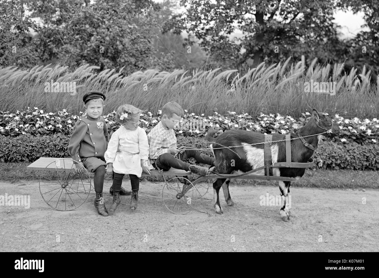 Children riding a Goat team and carriage, Highland Park, Roc Stock ...