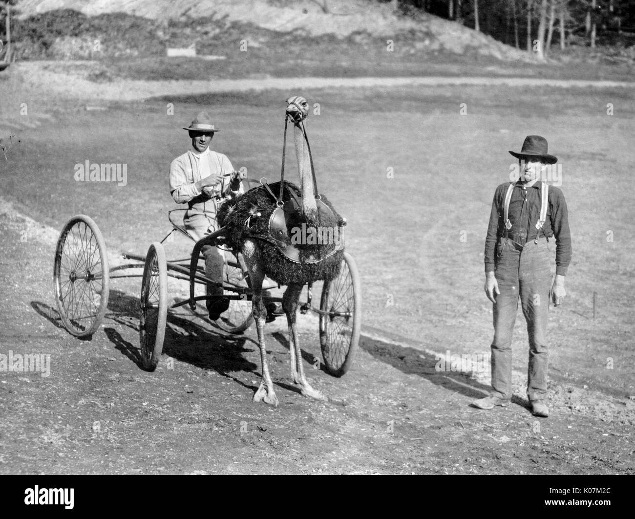 Man driving an Ostrich as a trotting horse in America Stock Photo - Alamy