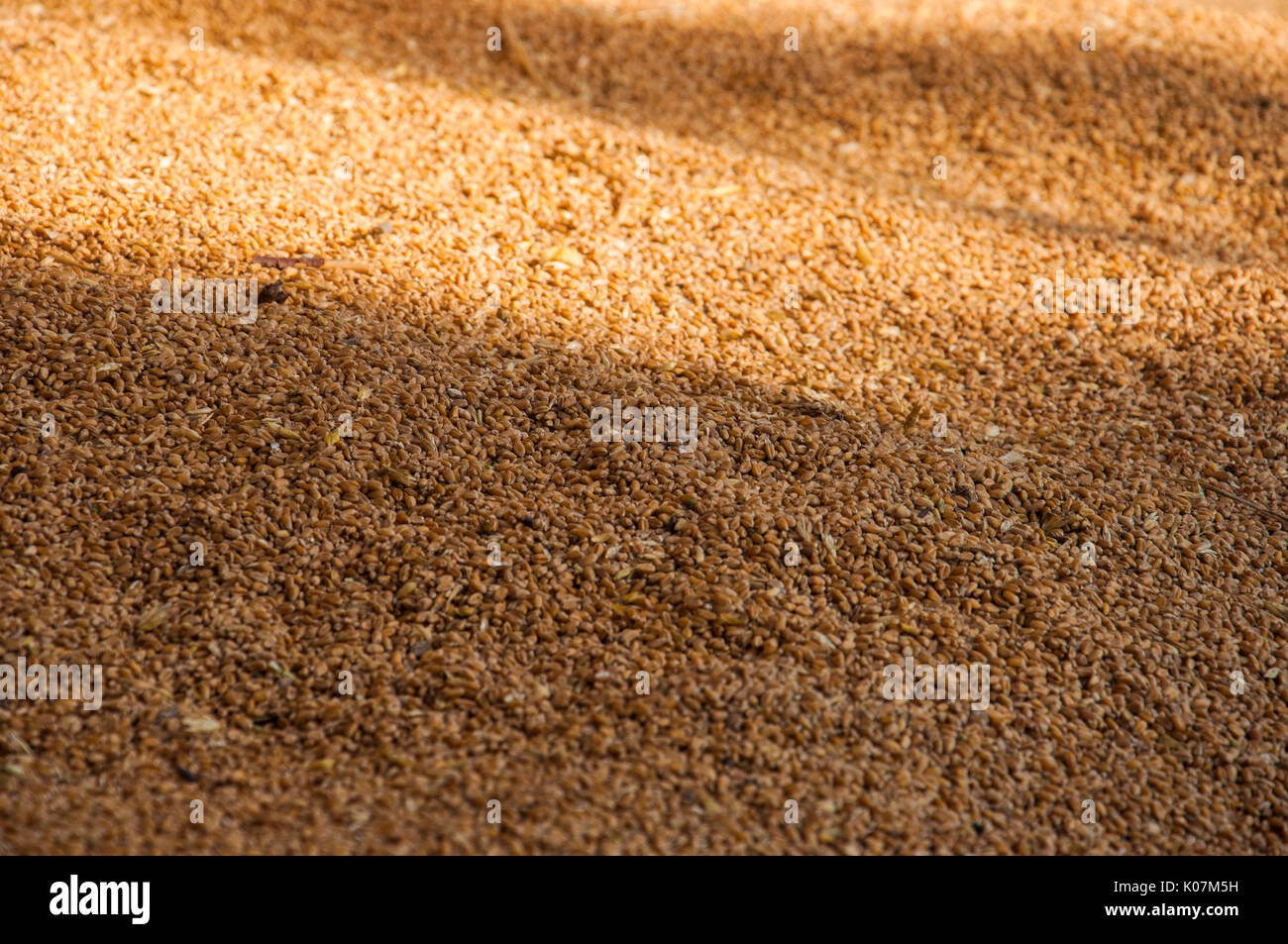 Purchase of wheat hi-res stock photography and images - Alamy