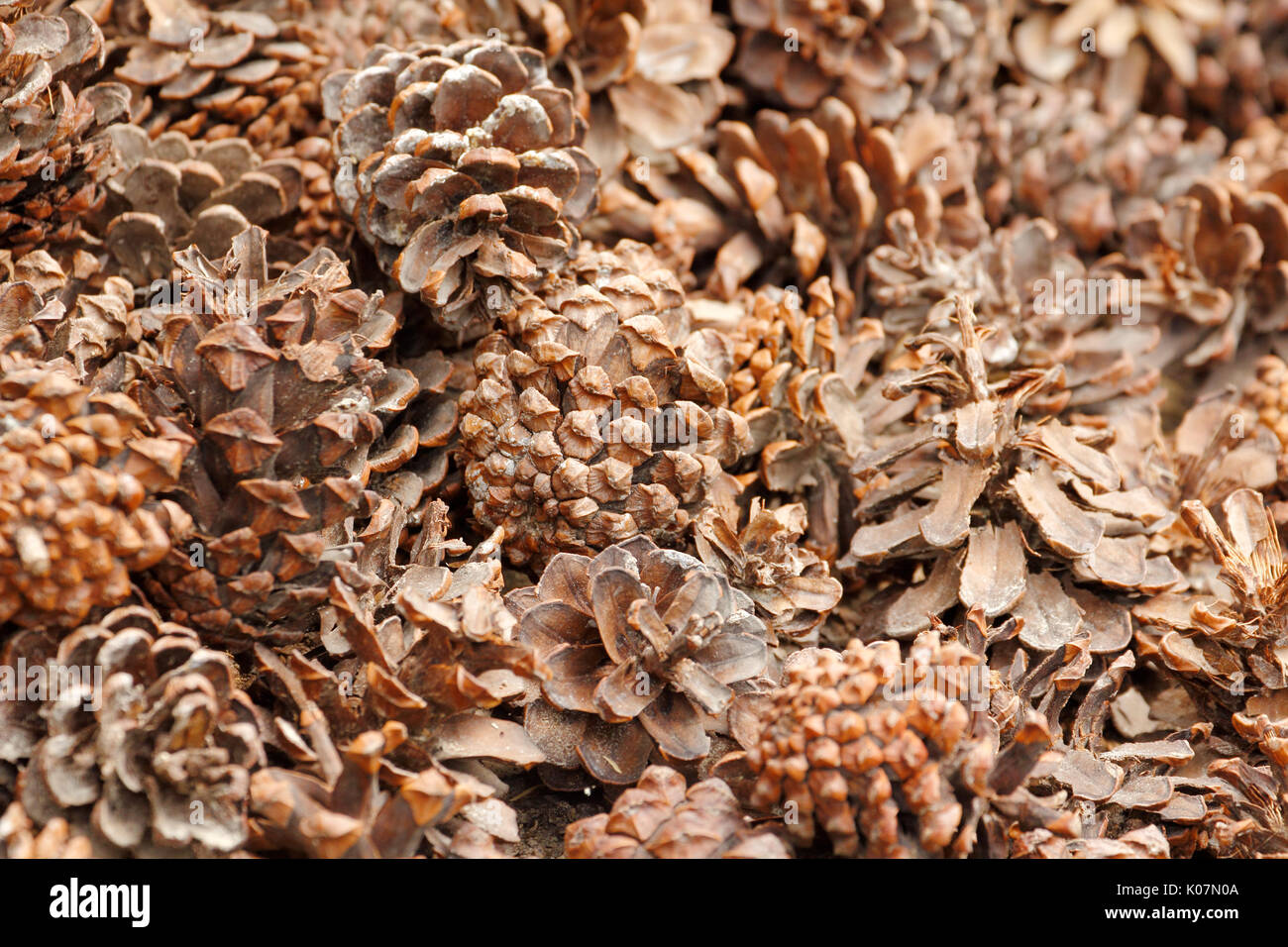 Female pine cone hi-res stock photography and images - Alamy