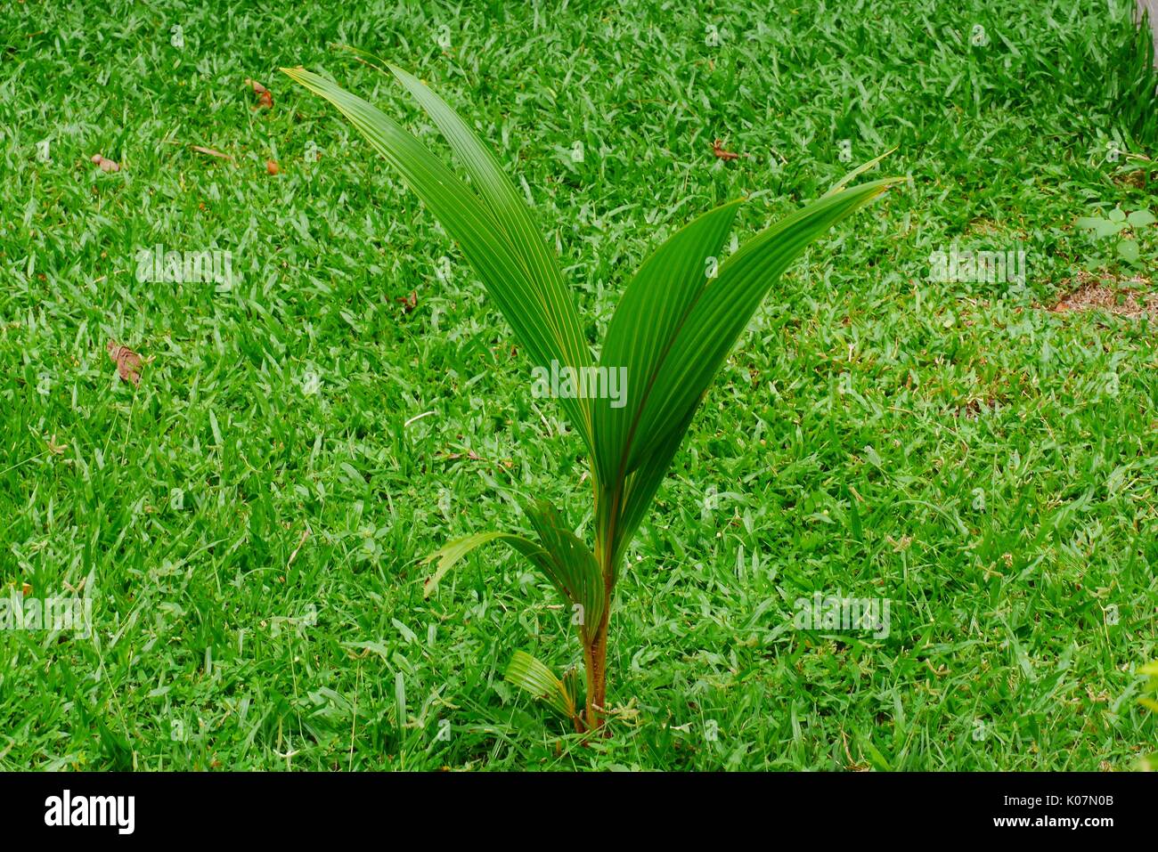 Green coconut tree hi-res stock photography and images - Alamy