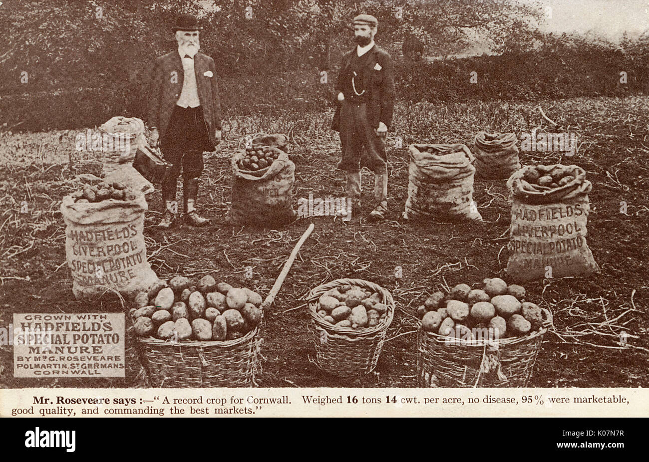 A succesful crop of potatoes grown using Hadfield's Special Potato ...