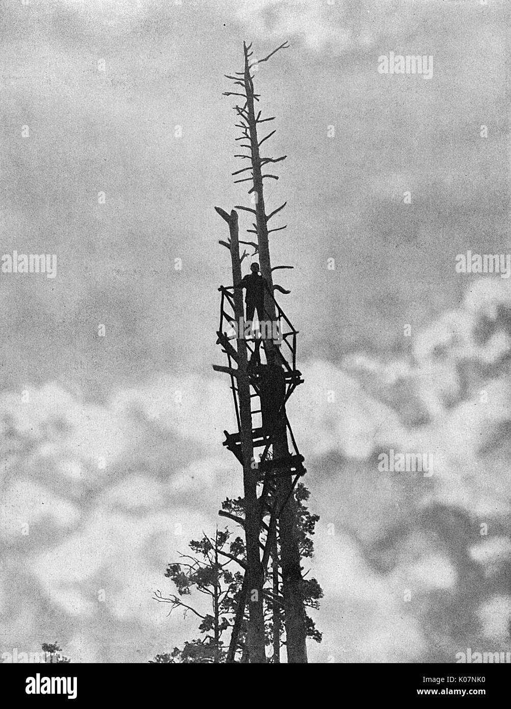 Lookout tree world war one hi-res stock photography and images - Alamy