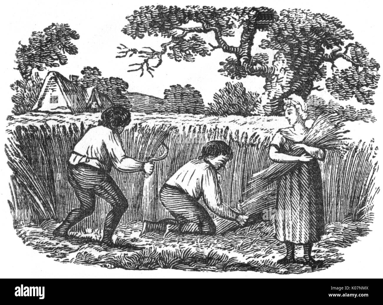 Harvesting wheat with sickles, c. 1800 Date: C.1800 Stock Photo - Alamy