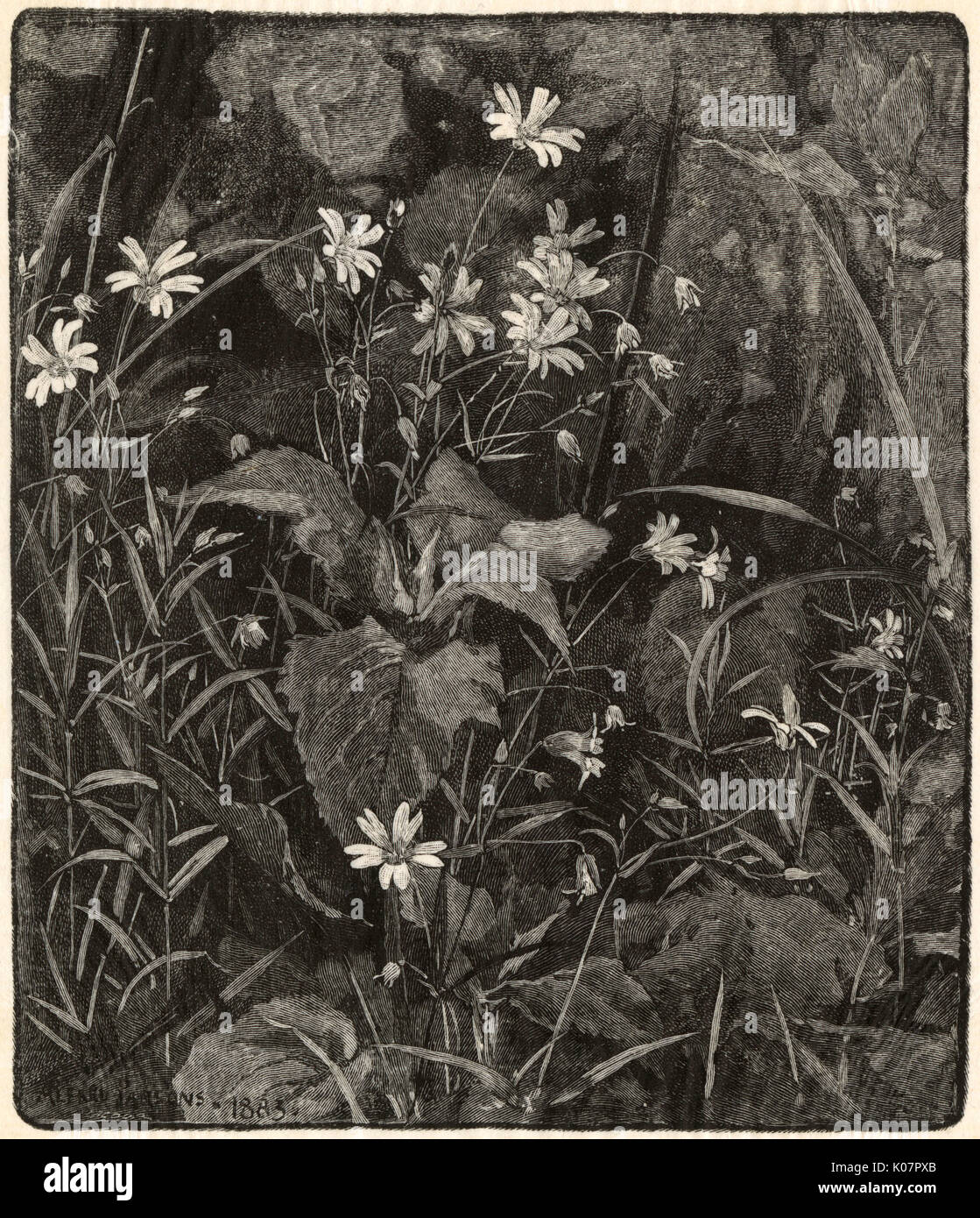 Stitchwort by Alfred Parsons Stock Photo - Alamy