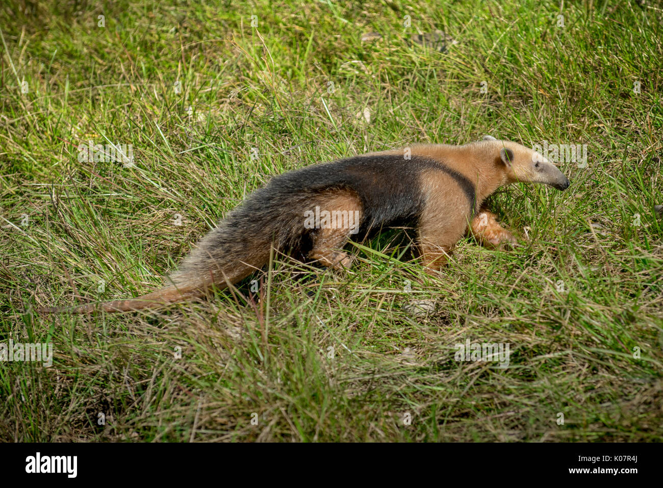 Southern tamandua or collared anteater (Tamandua tetradactyla ...