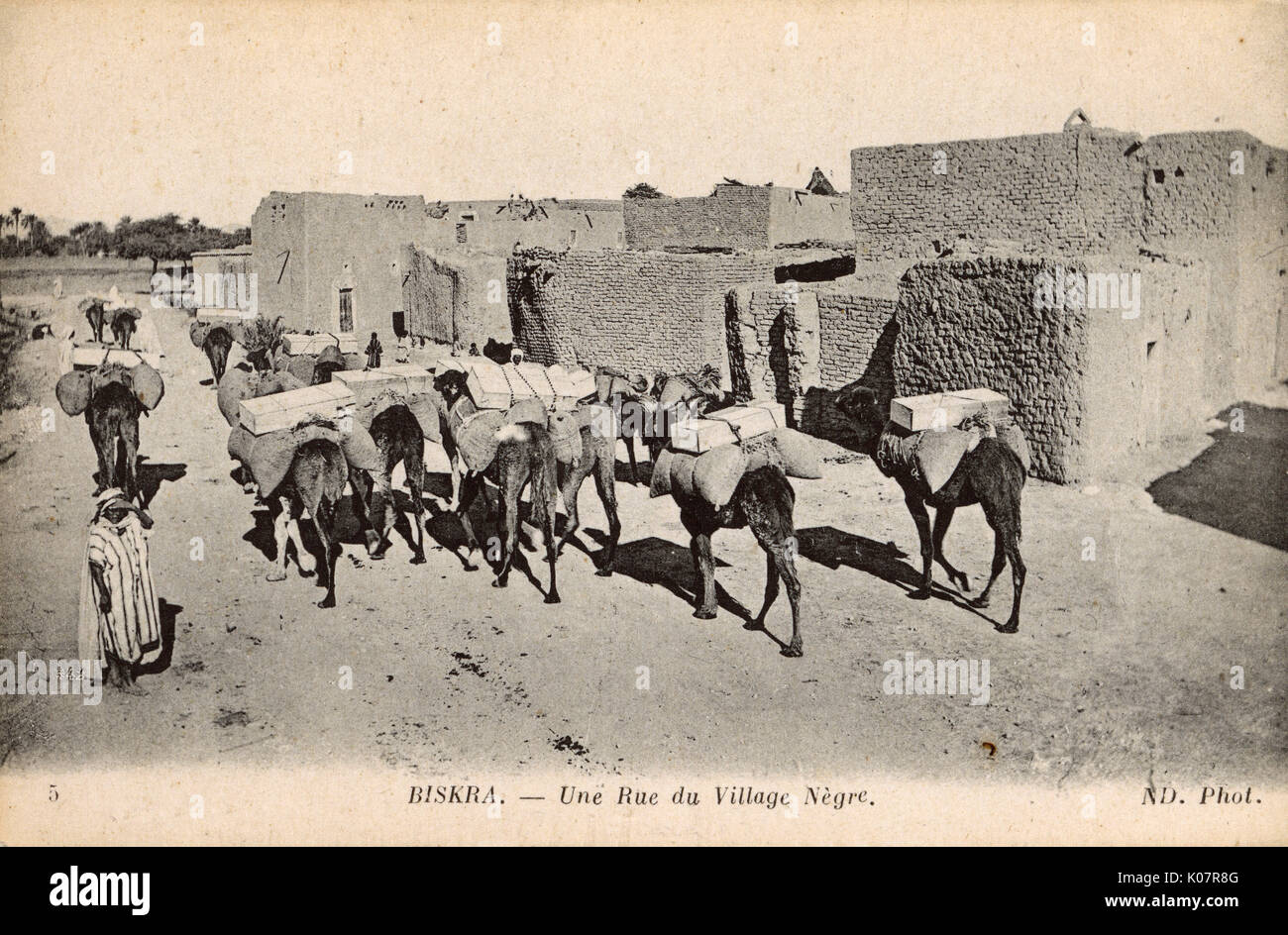 Native village with camels, Biskra, Algeria Stock Photo - Alamy