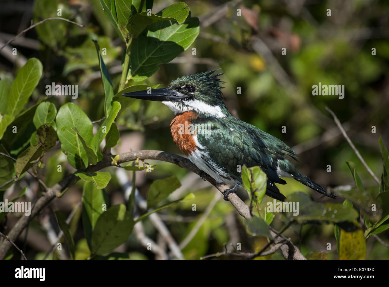 Amazon kingfisher (Chloroceryle amazona), male sitting in mangrove ...