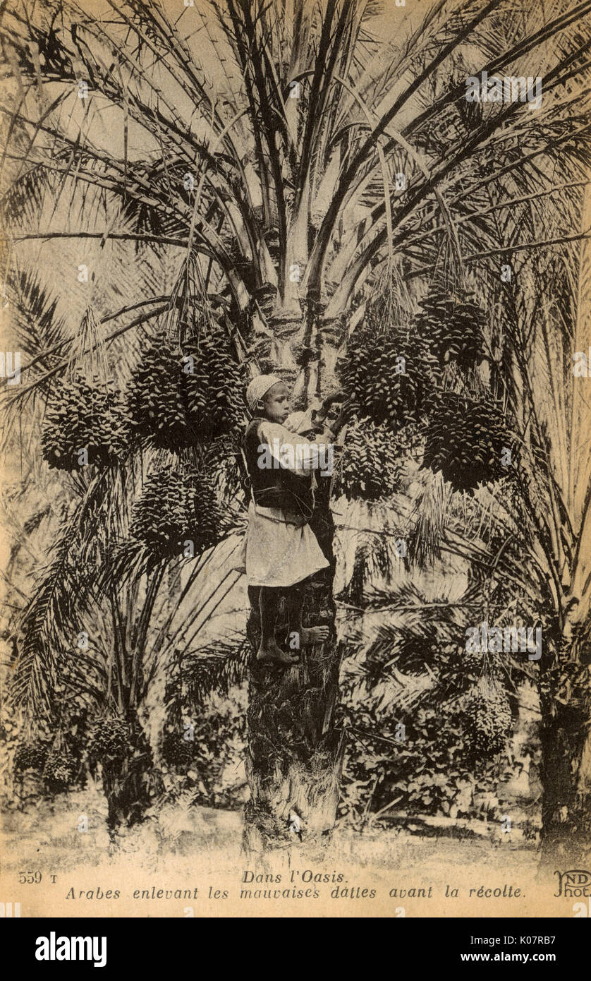 Date tree hi-res stock photography and images - Alamy