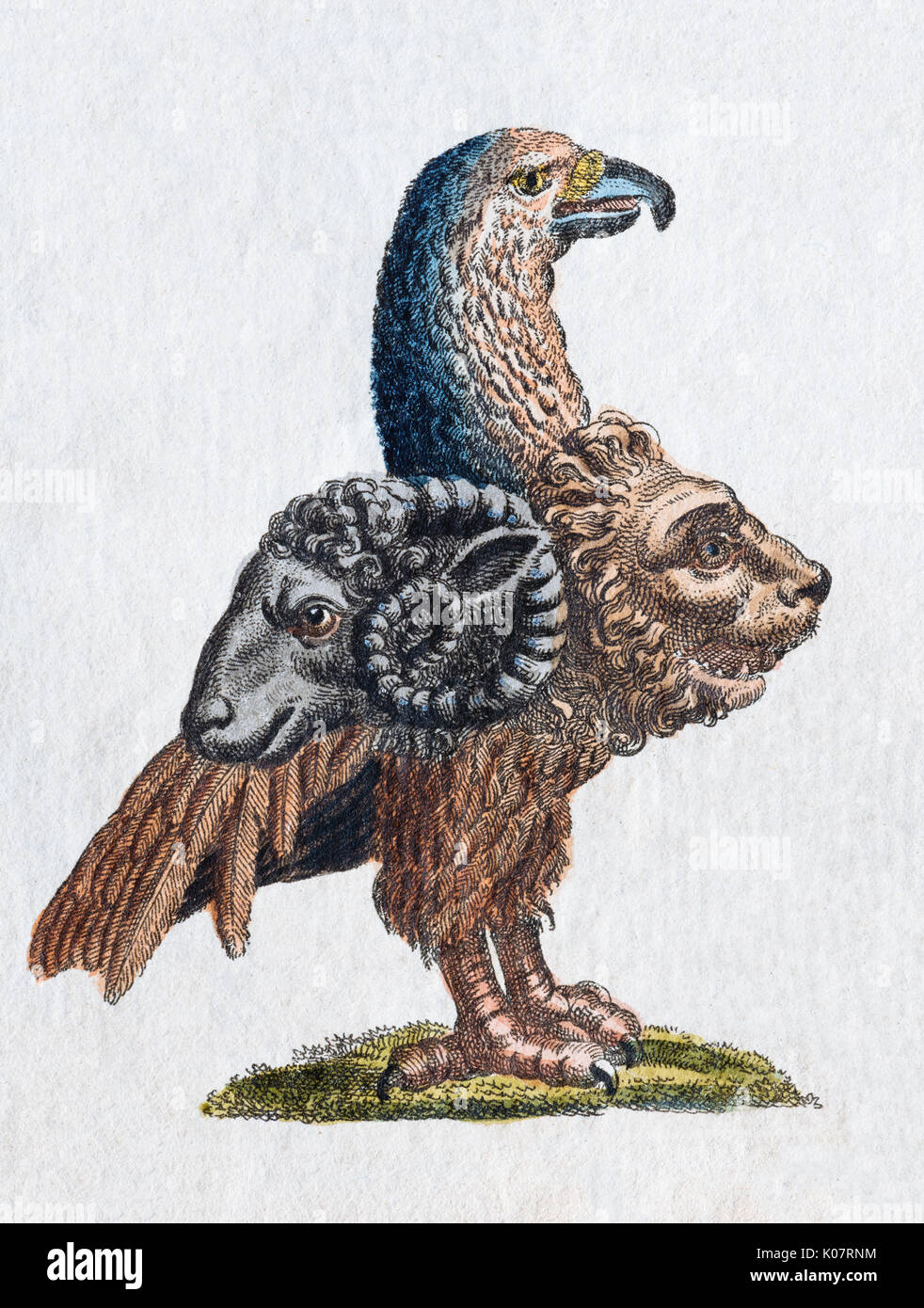 Gryllus, handcoloured copper engraving from Friedrich Justin Bertuch ...