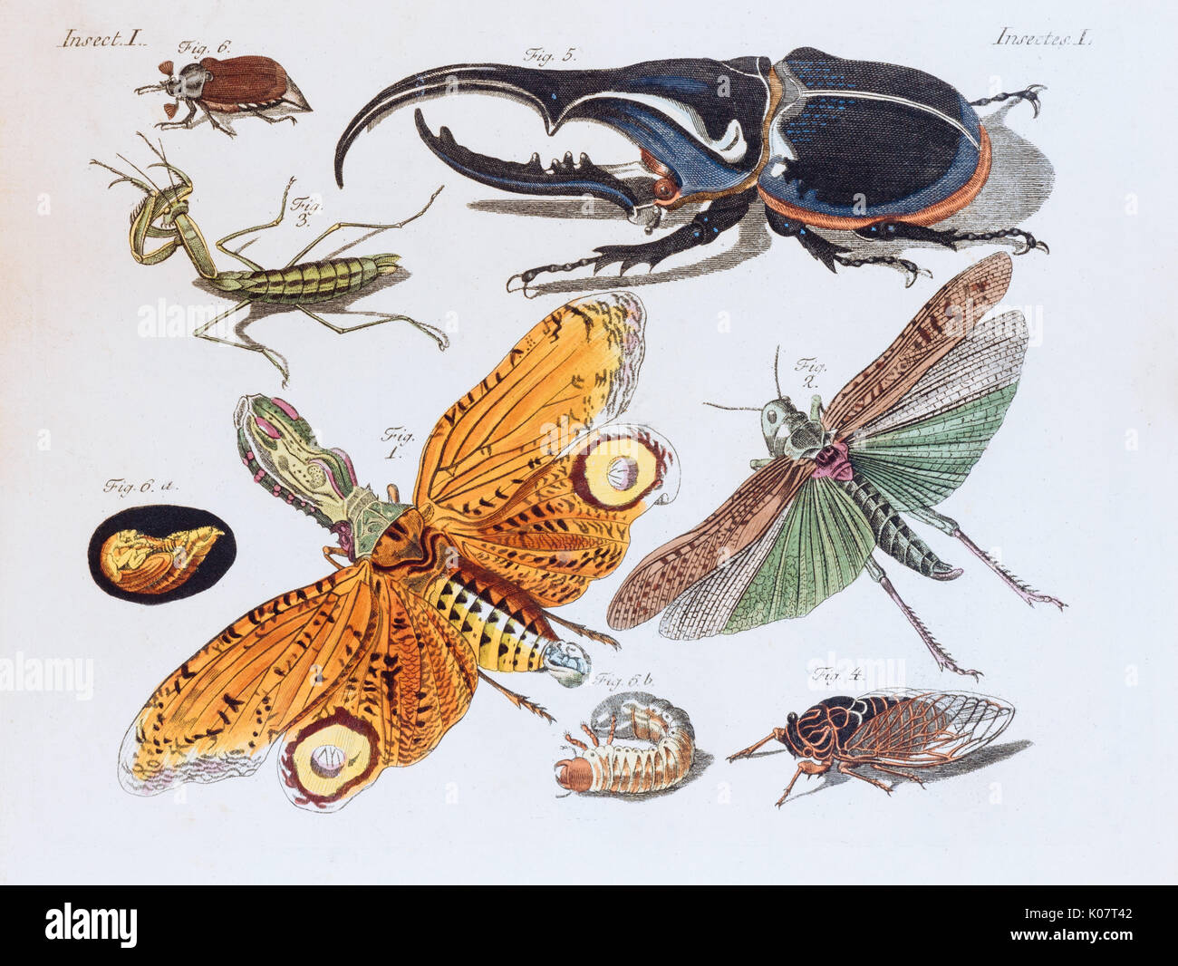 Insects, hand-colored copper engraving from children's book by ...