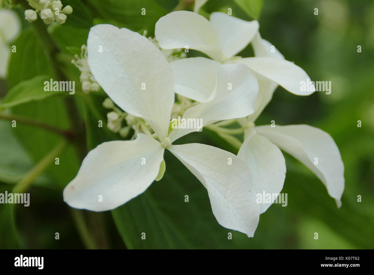 Hydrangea paniculata 'Great Star', a fragrant hydrangea with star ...