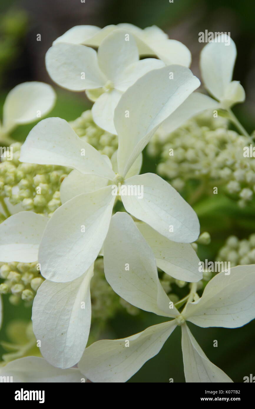 Hydrangeas great star hi-res stock photography and images - Alamy