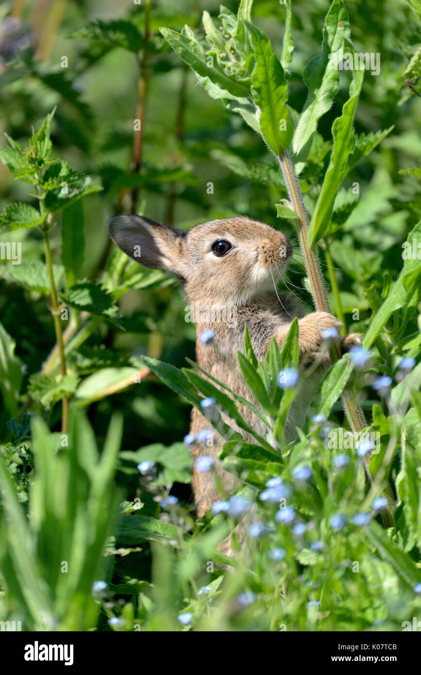 European rabbit (Oryctolagus cuniculus), young animal eating leaves ...