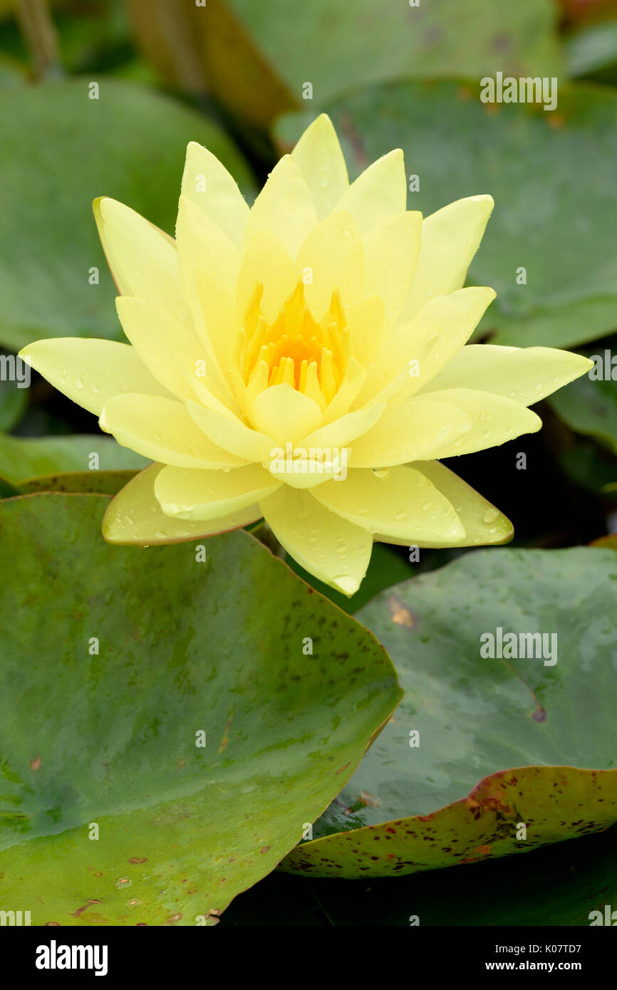 Yellow water lily (Nymphaea), variety Joey Tomocik, North Rhine ...