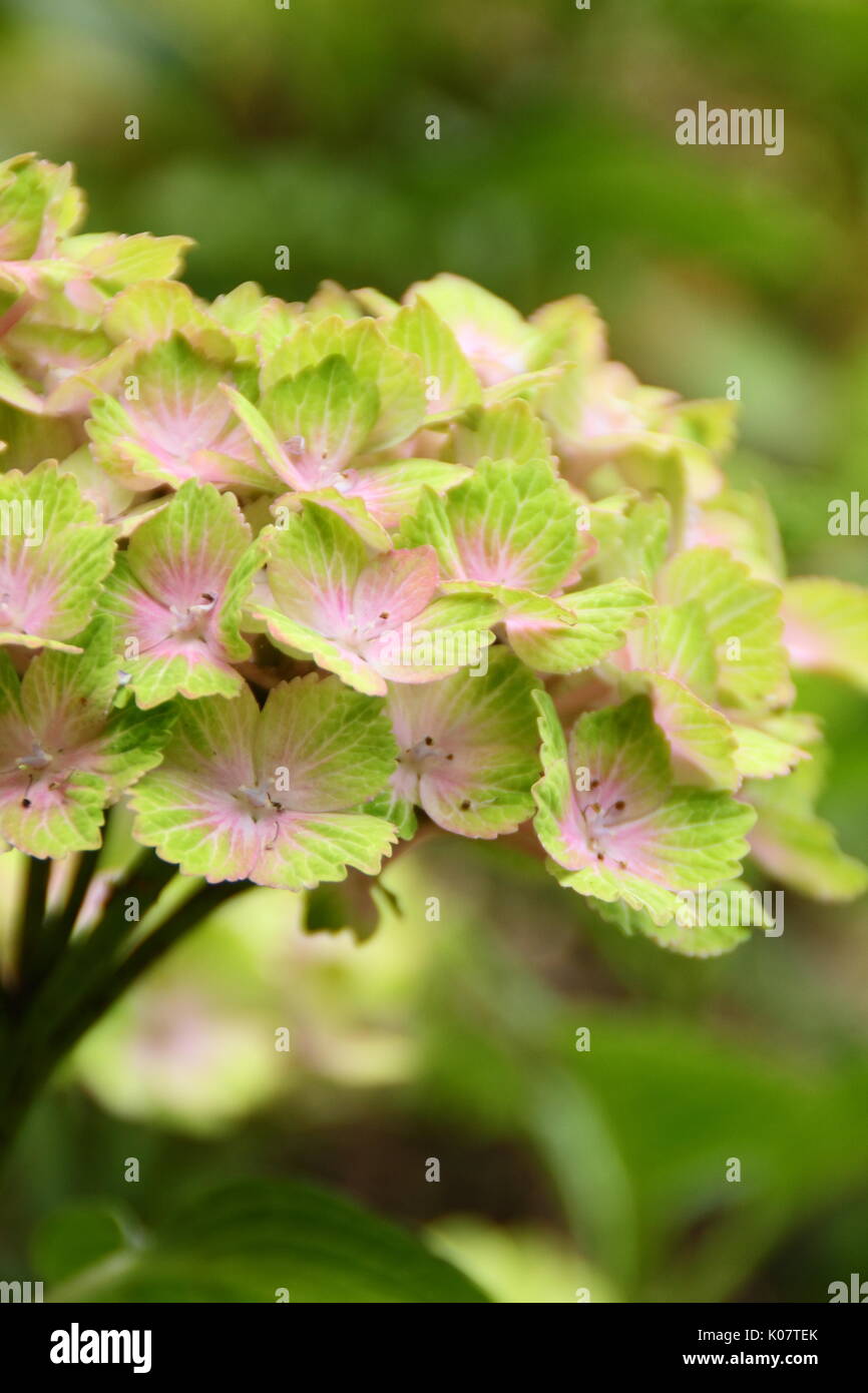 Hydrangea 'Magical Rhapsody' in full bloom in an English garden border ...