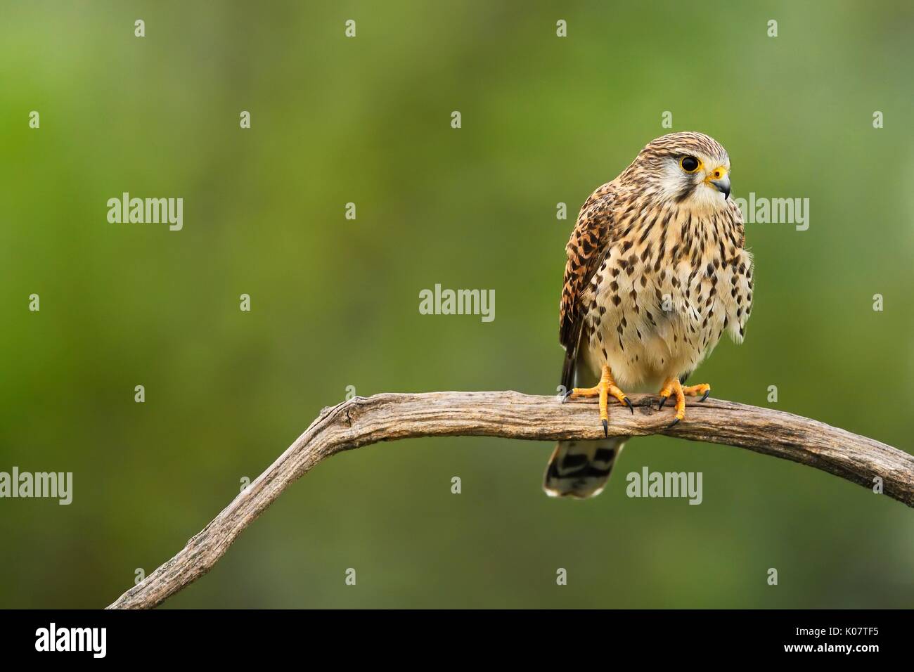 Common kestrel (Falco tinnunculus), female sitting on branch, Kiskunság ...