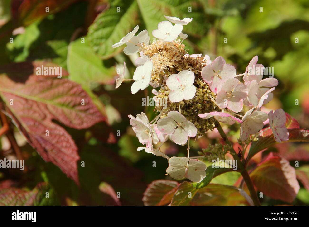 Oak-leaved hydrangea (hydrangea quercifolia) 'Snow Queen' displaying ...