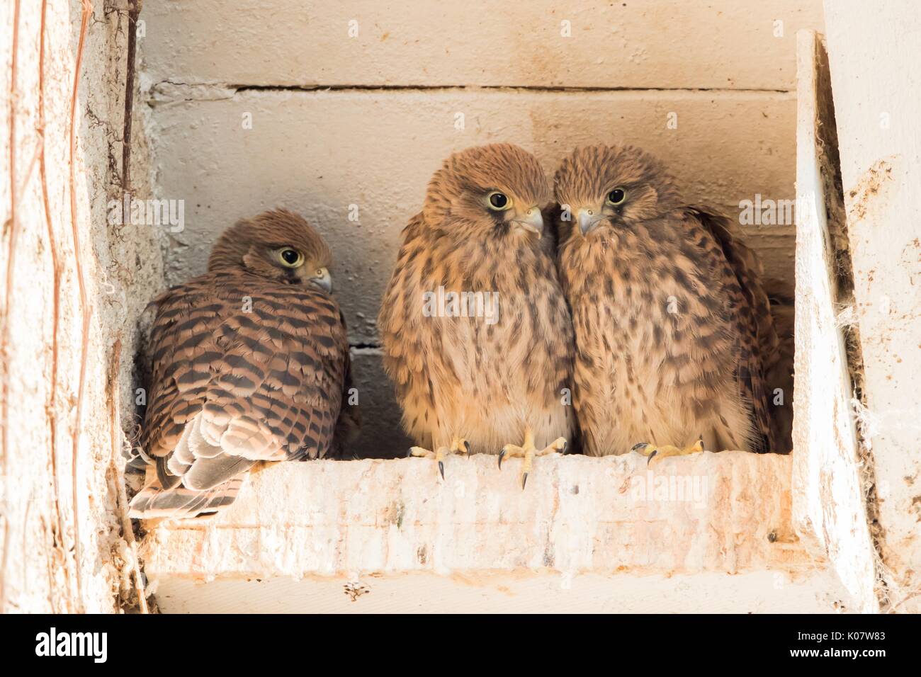 Kestrels in nest box hi-res stock photography and images - Alamy