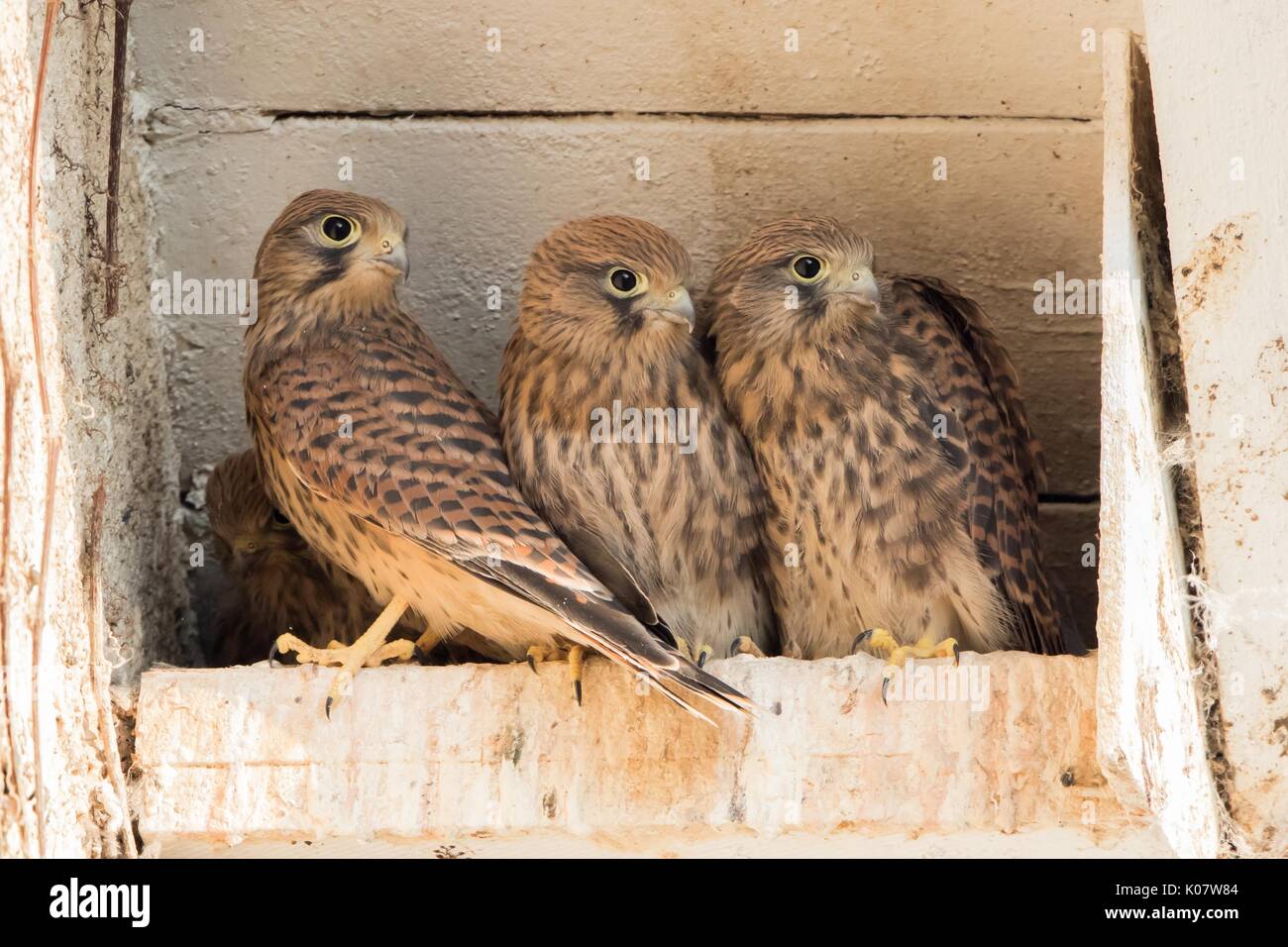 Young common kestrels (Falco tinnunculus) in nest box, Hesse, Germany Stock Photo - Alamy