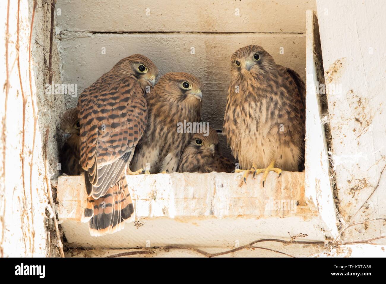 Young common kestrels falco tinnunculus hi-res stock photography and ...