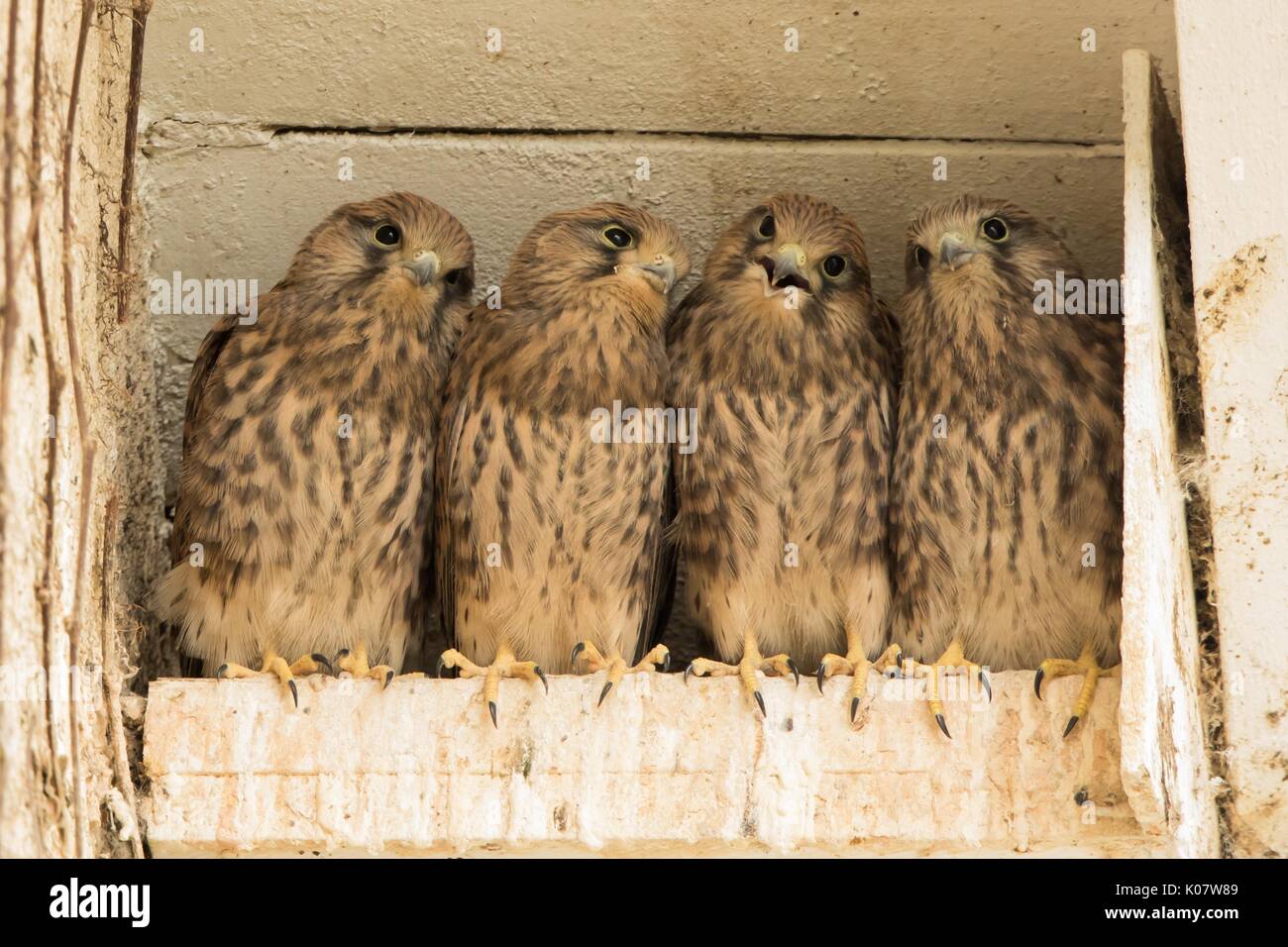 Four young common kestrels (Falco tinnunculus) in nest box, Hesse, Germany Stock Photo - Alamy