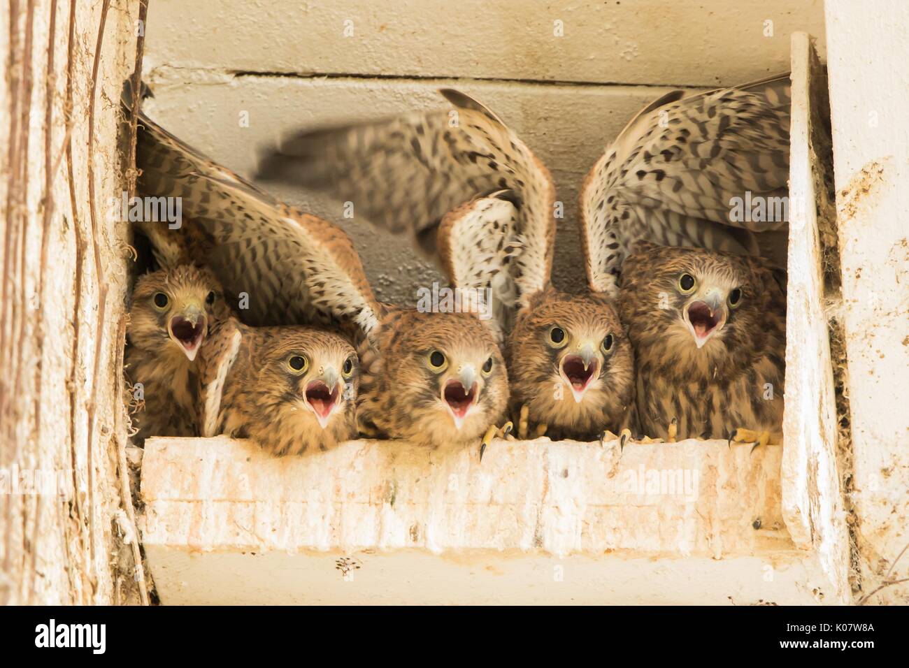 Five young common kestrels (Falco tinnunculus) in nesting box, open beaks, Hesse, Germany Stock ...