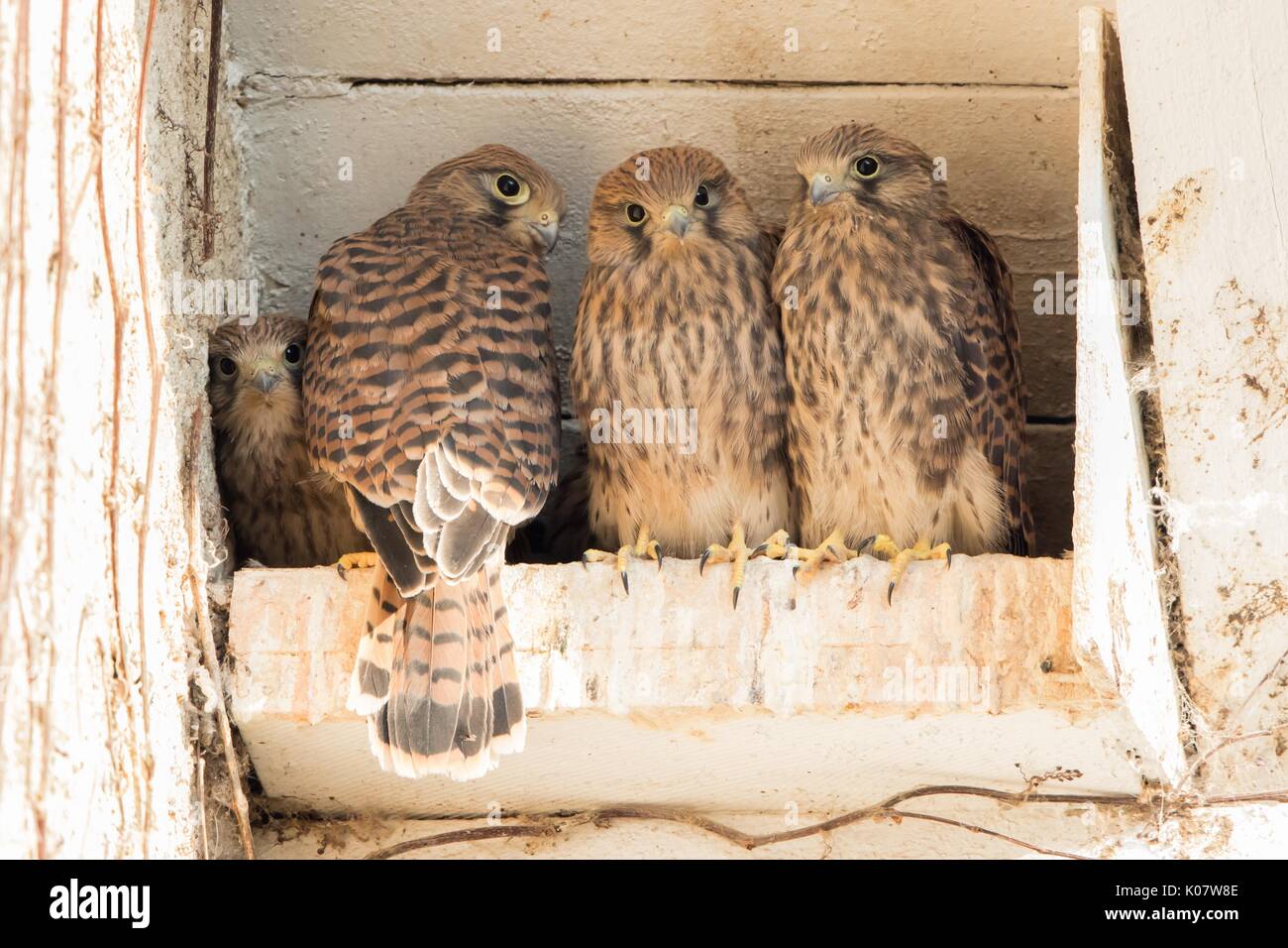 Juvenile kestrels hi-res stock photography and images - Alamy