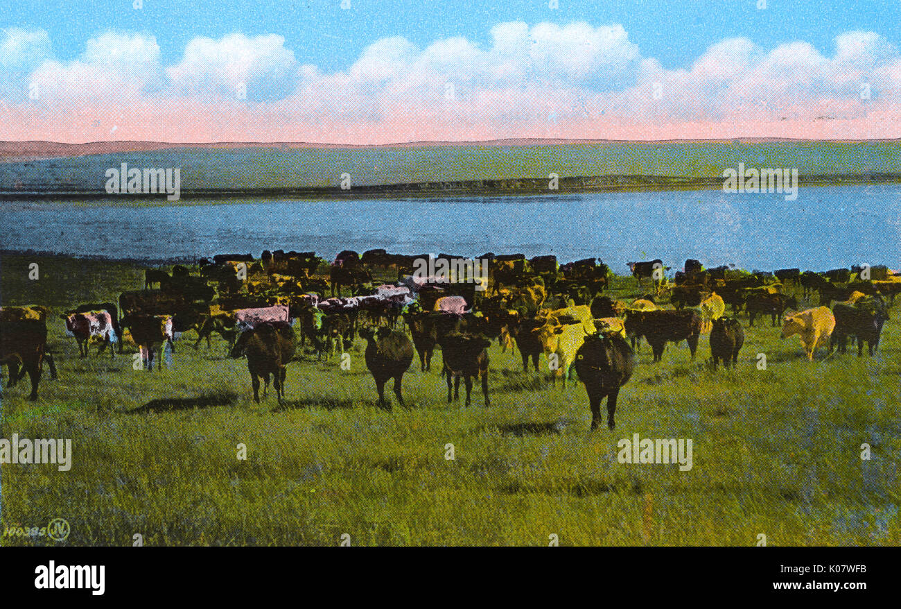 1920s cattle hi-res stock photography and images - Alamy