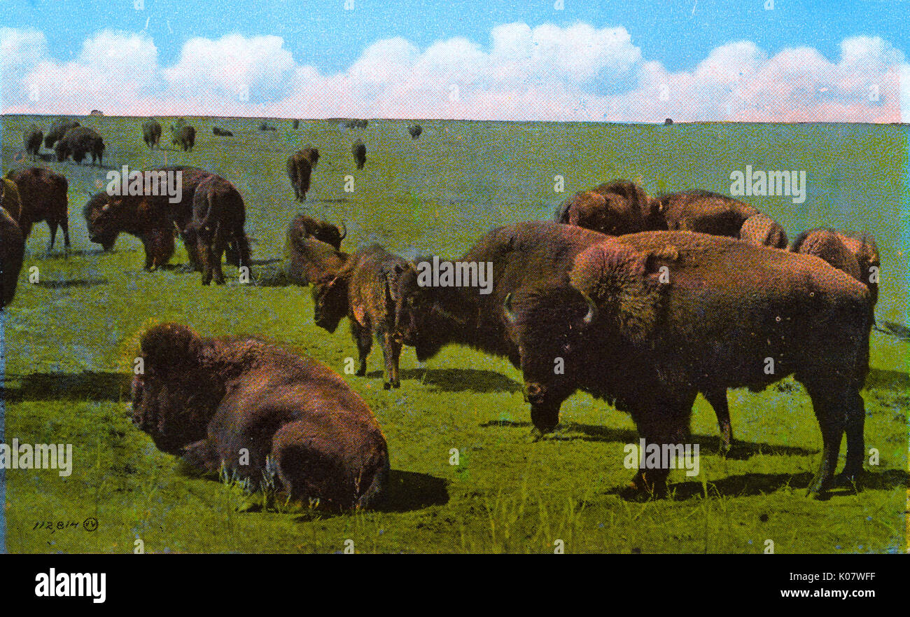 Western Canada - Bison, Wainwright Park, Alberta Stock Photo - Alamy