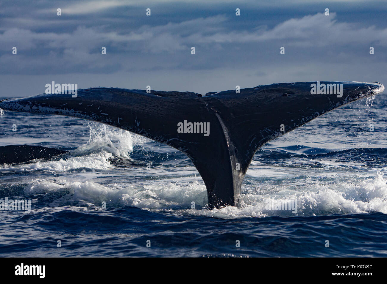 A competitive group or heat run of humpback whales in the Haapai group ...