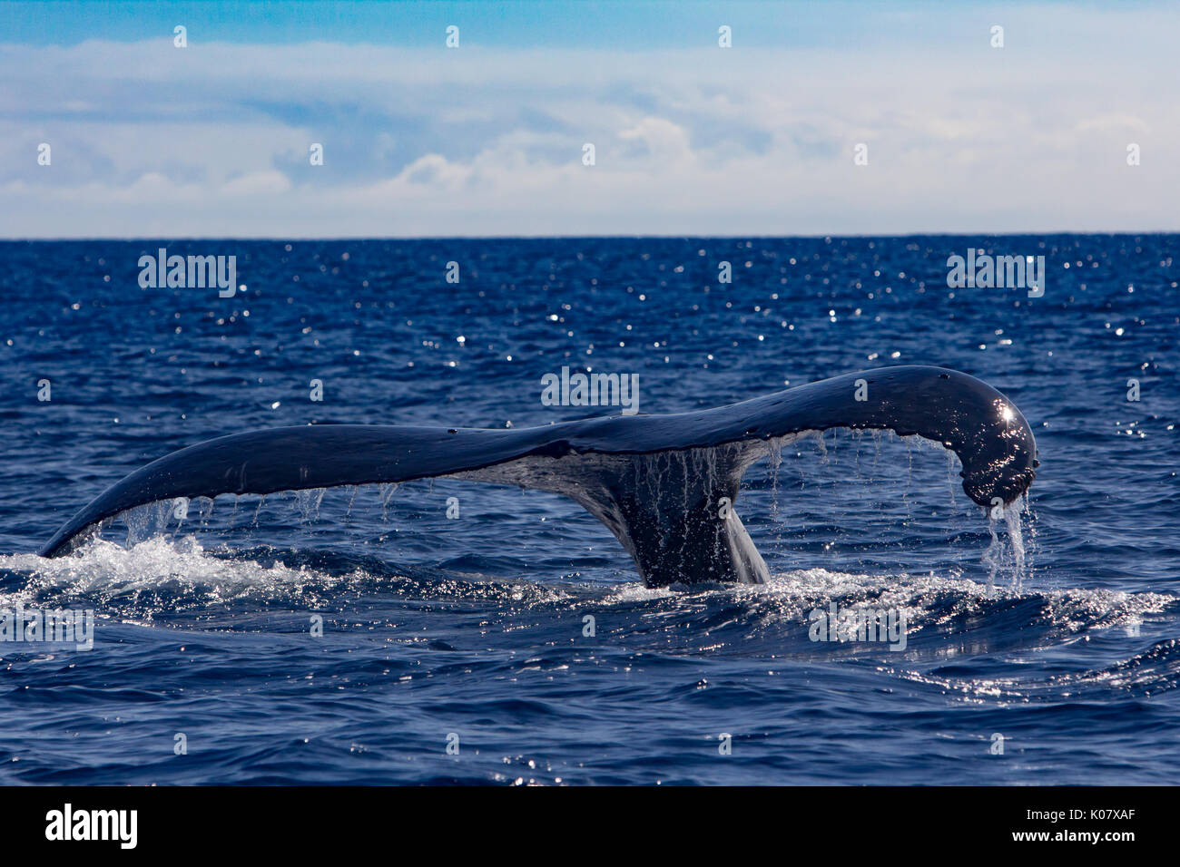 A competitive group or heat run of humpback whales in the Haapai group ...