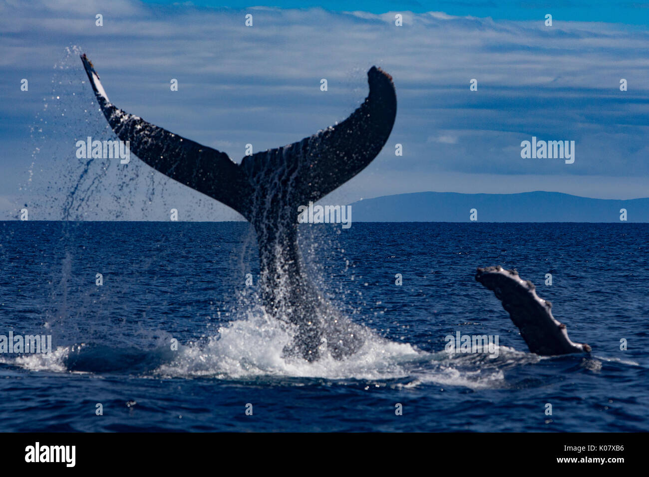 A competitive group or heat run of humpback whales in the Haapai group ...