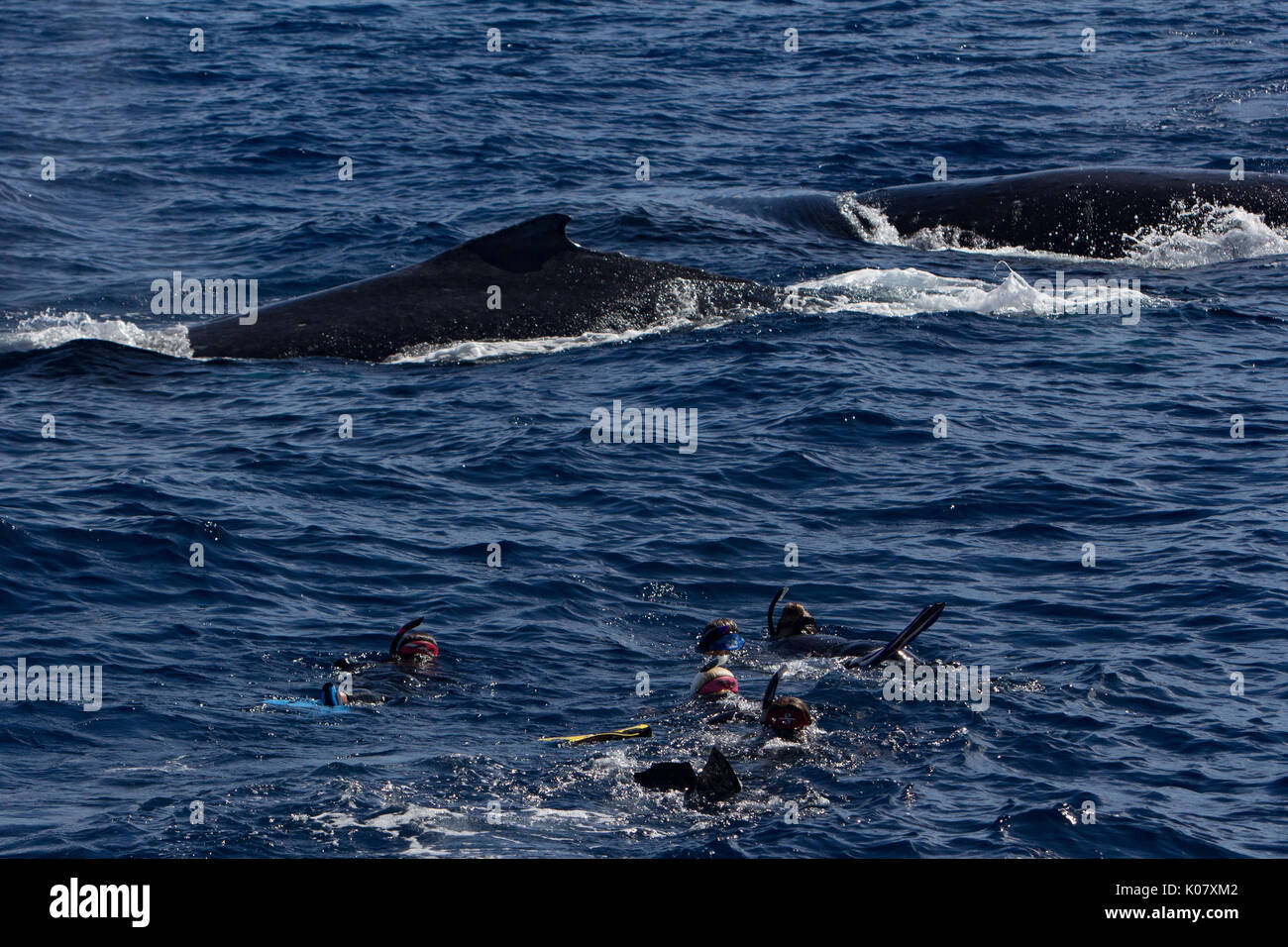 People swimming with the whales in Tonga and getting the experience of ...