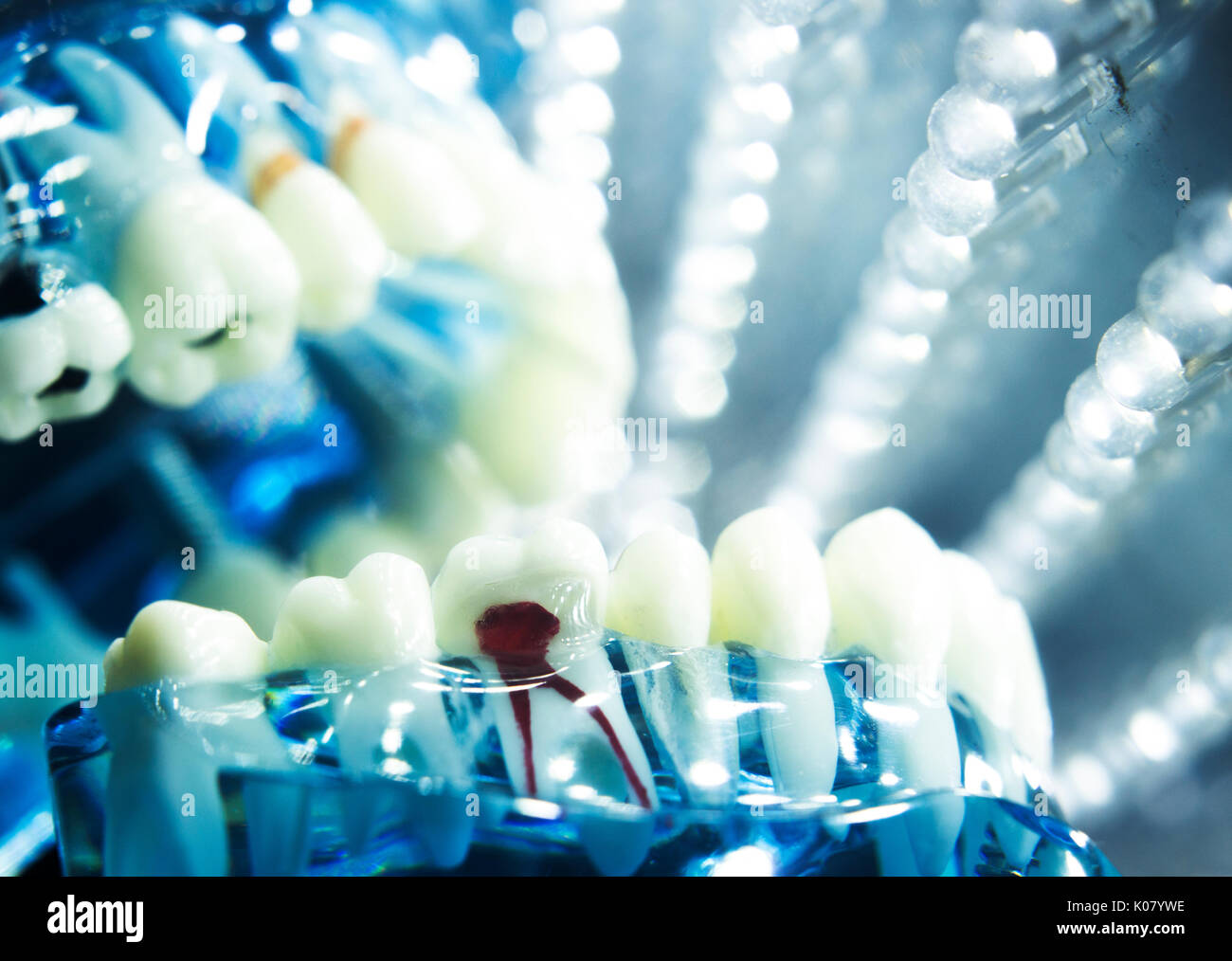 Dentists dental teeth teaching model showing each tooth, gum, root ...