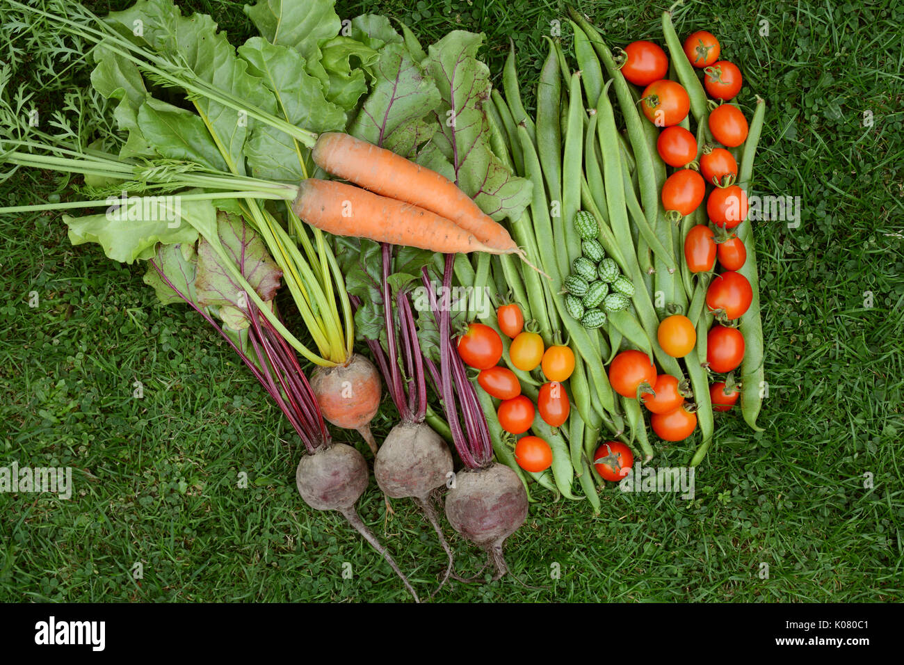 Selection of fresh produce from vegetable garden - carrots, runner ...