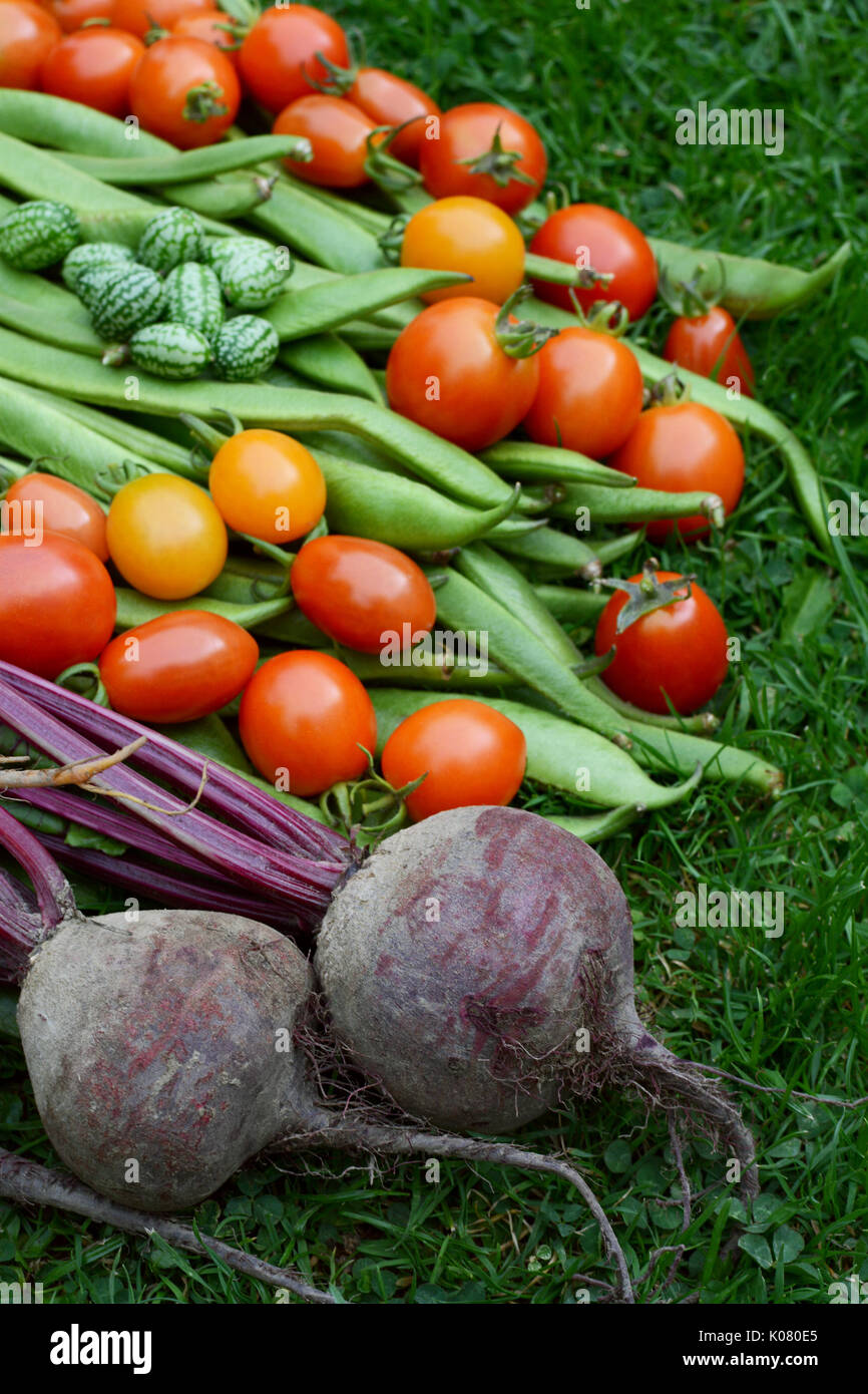Dark purple beetroot in selective focus with tomatoes, runner beans and ...