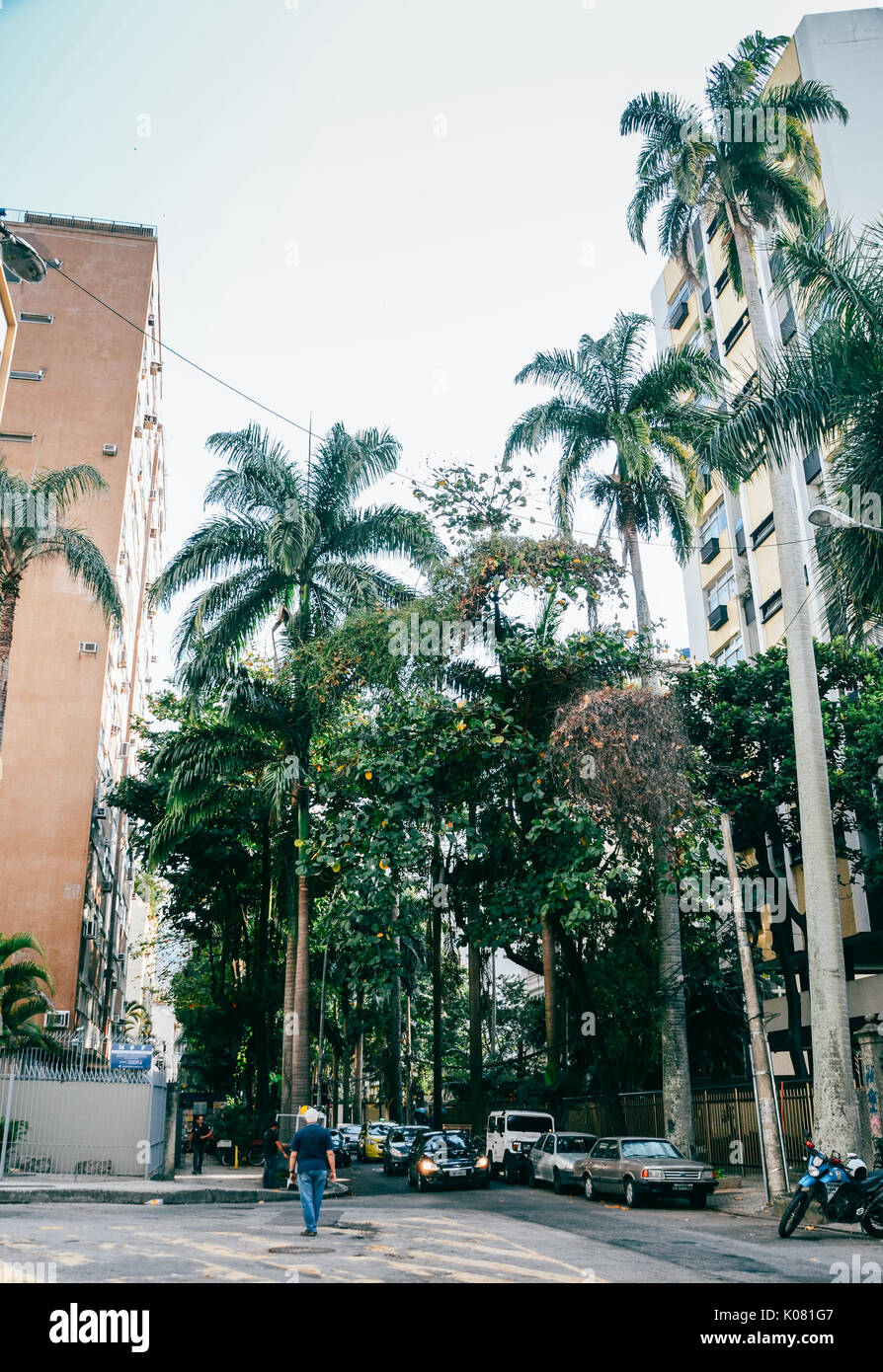 Colonial palm trees in Rio de Janeiro, Brazil Stock Photo - Alamy