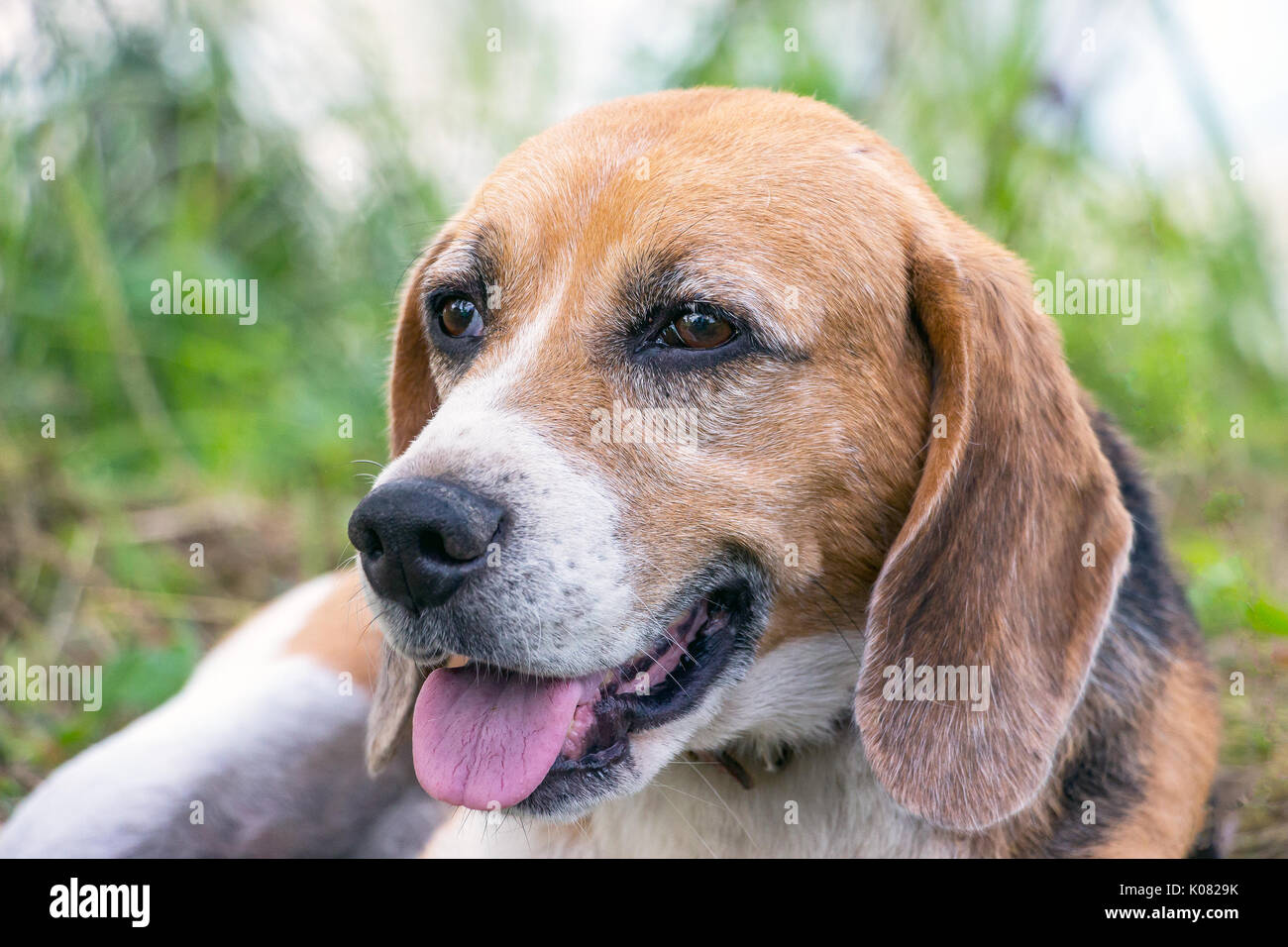 Beagle stroll hi-res stock photography and images - Alamy