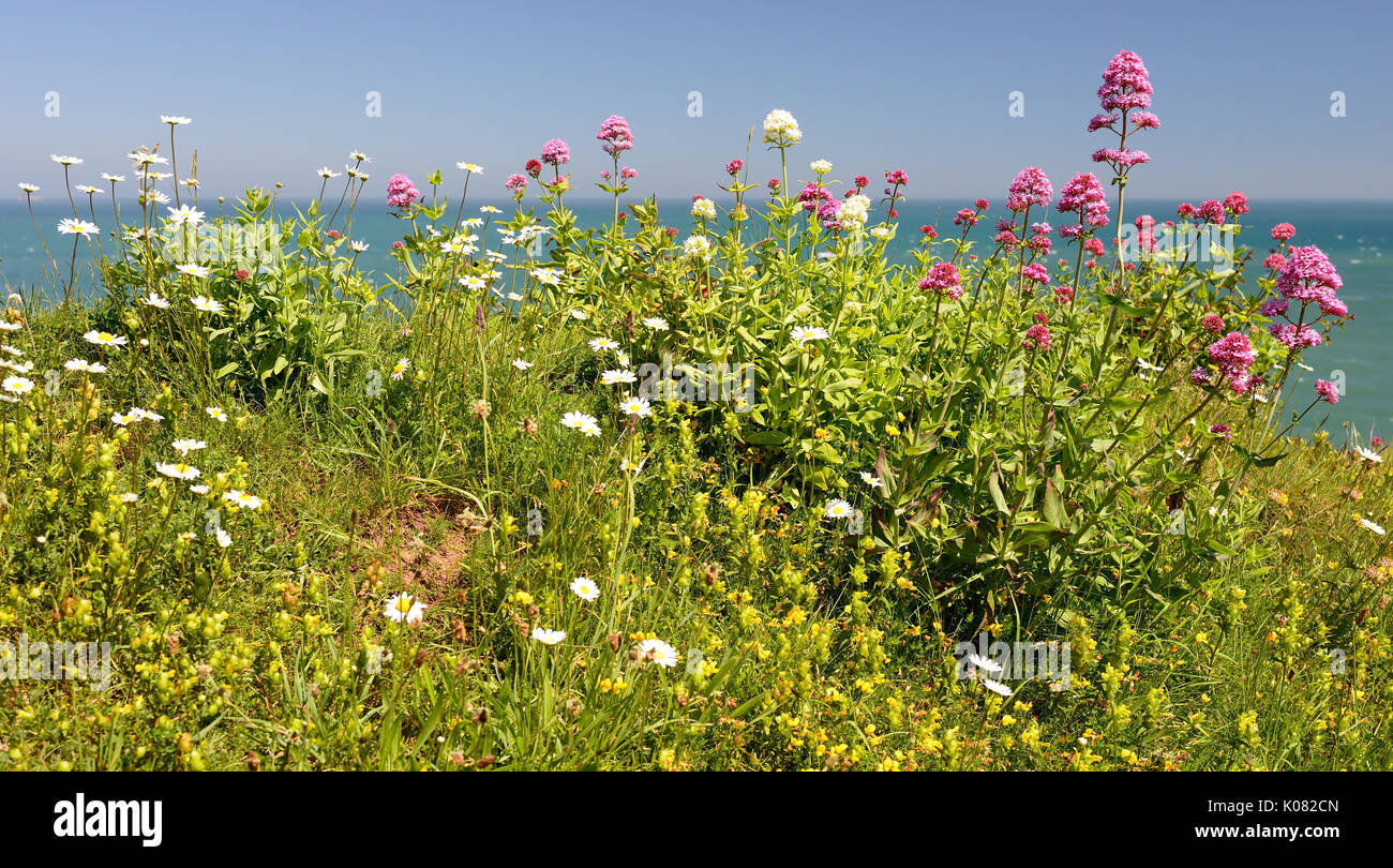 Clifftop wildflowers hi-res stock photography and images - Alamy