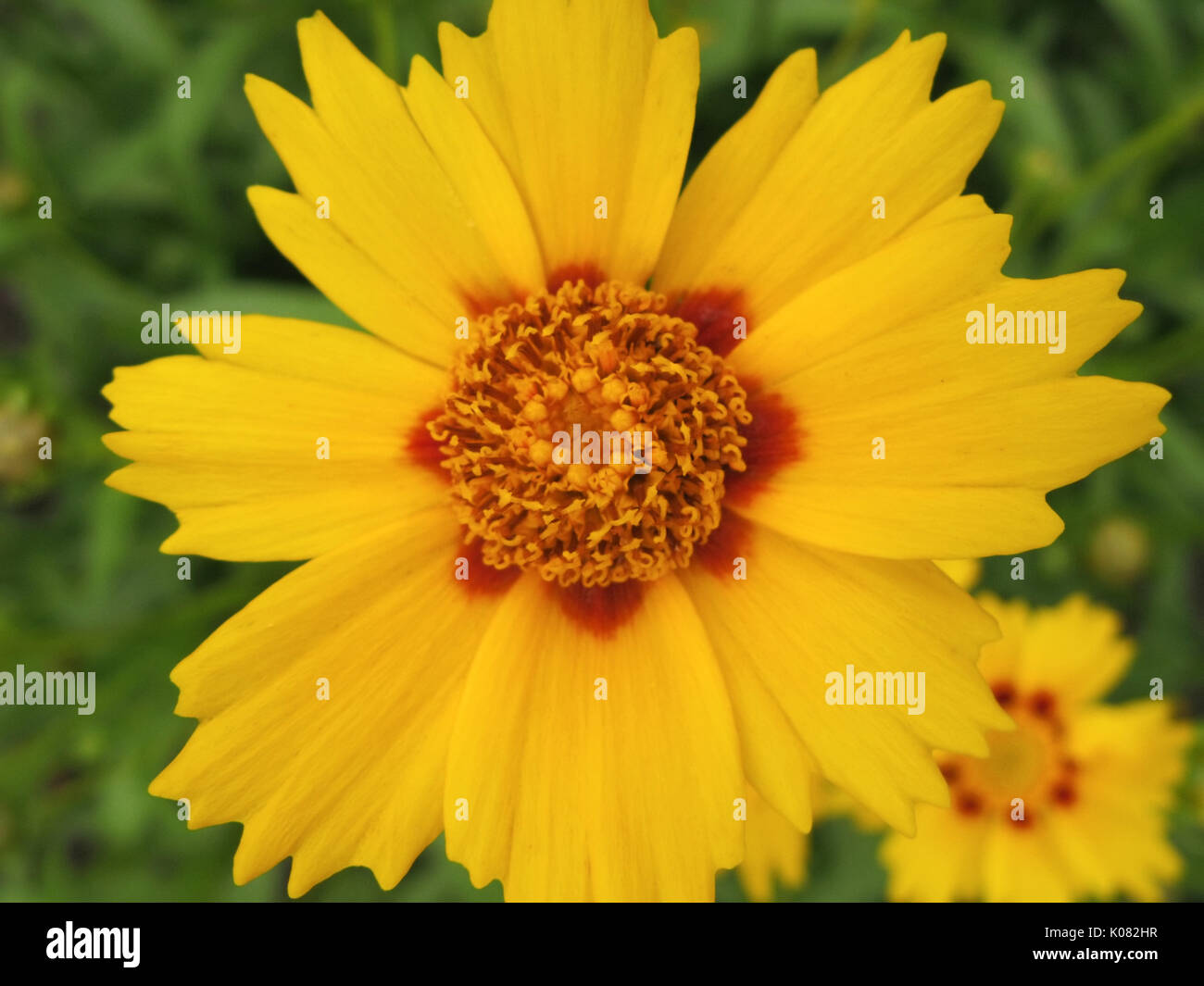 little sun flowers Stock Photo - Alamy