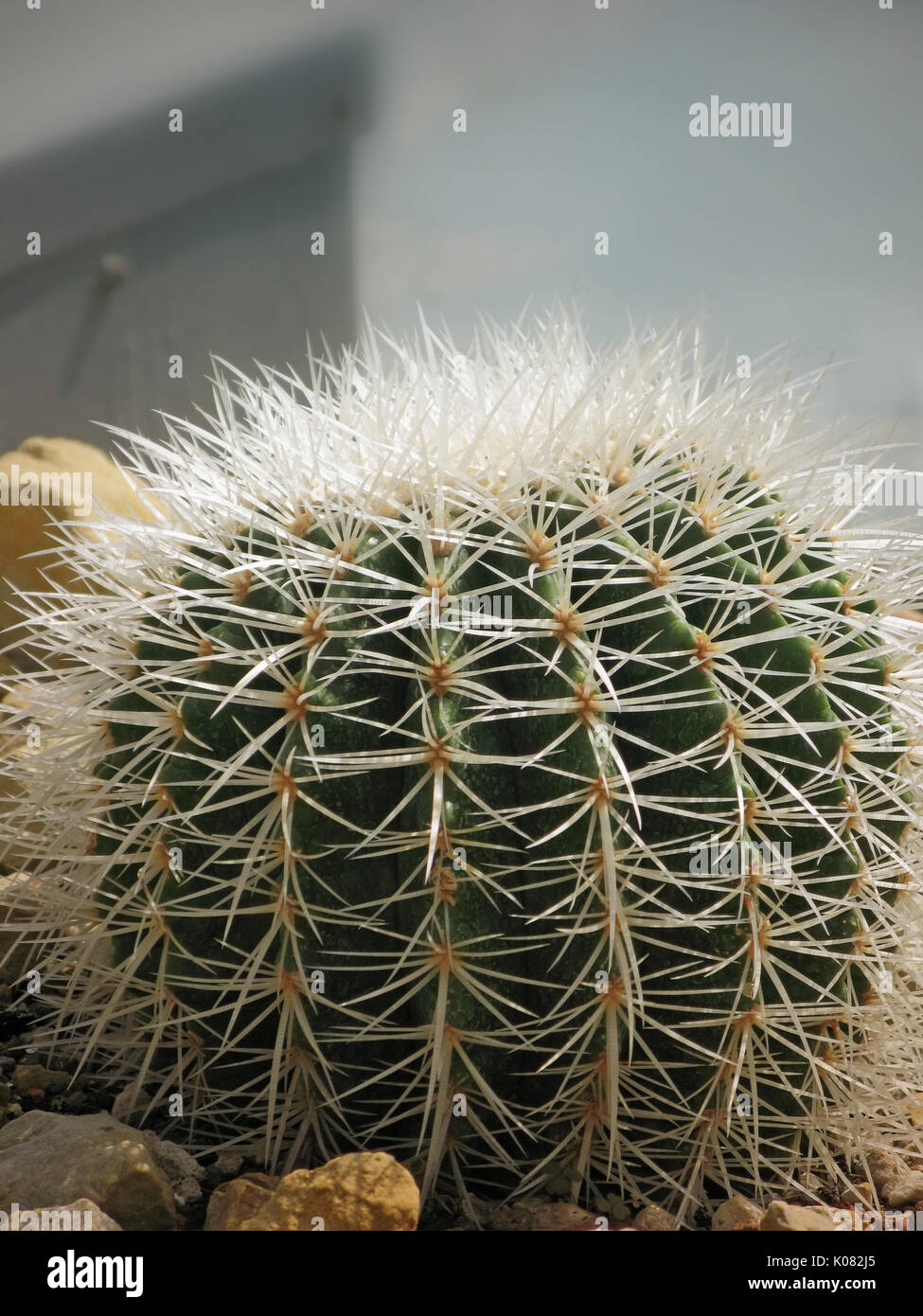 Blooming ball cactus hi-res stock photography and images - Alamy