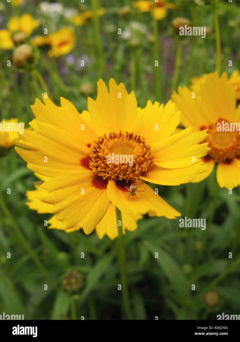 little sun flowers Stock Photo - Alamy