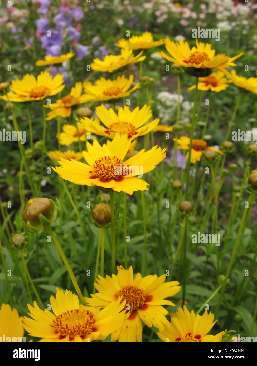 little sun flowers Stock Photo - Alamy