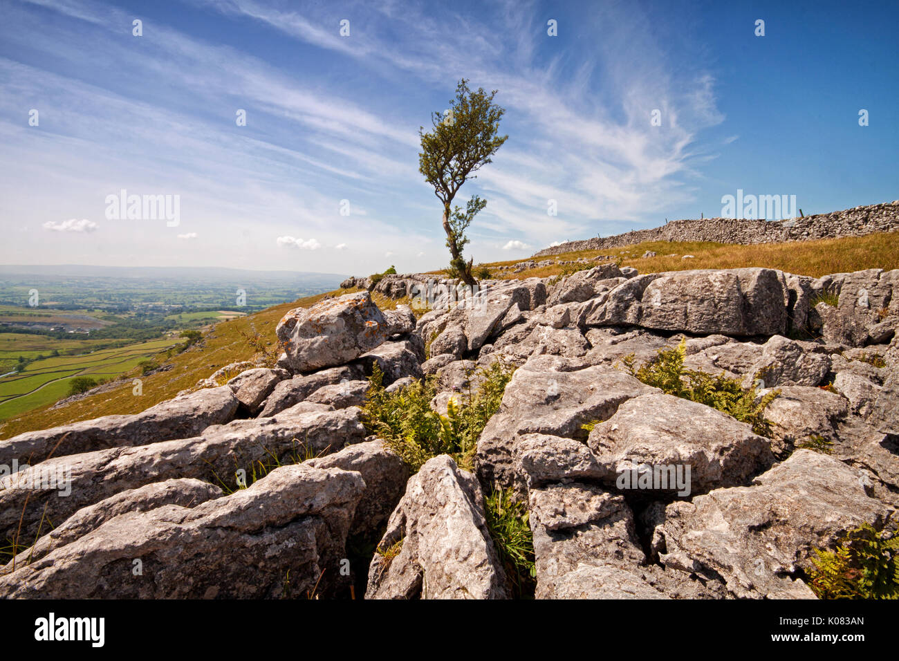 Scar tree hi-res stock photography and images - Alamy
