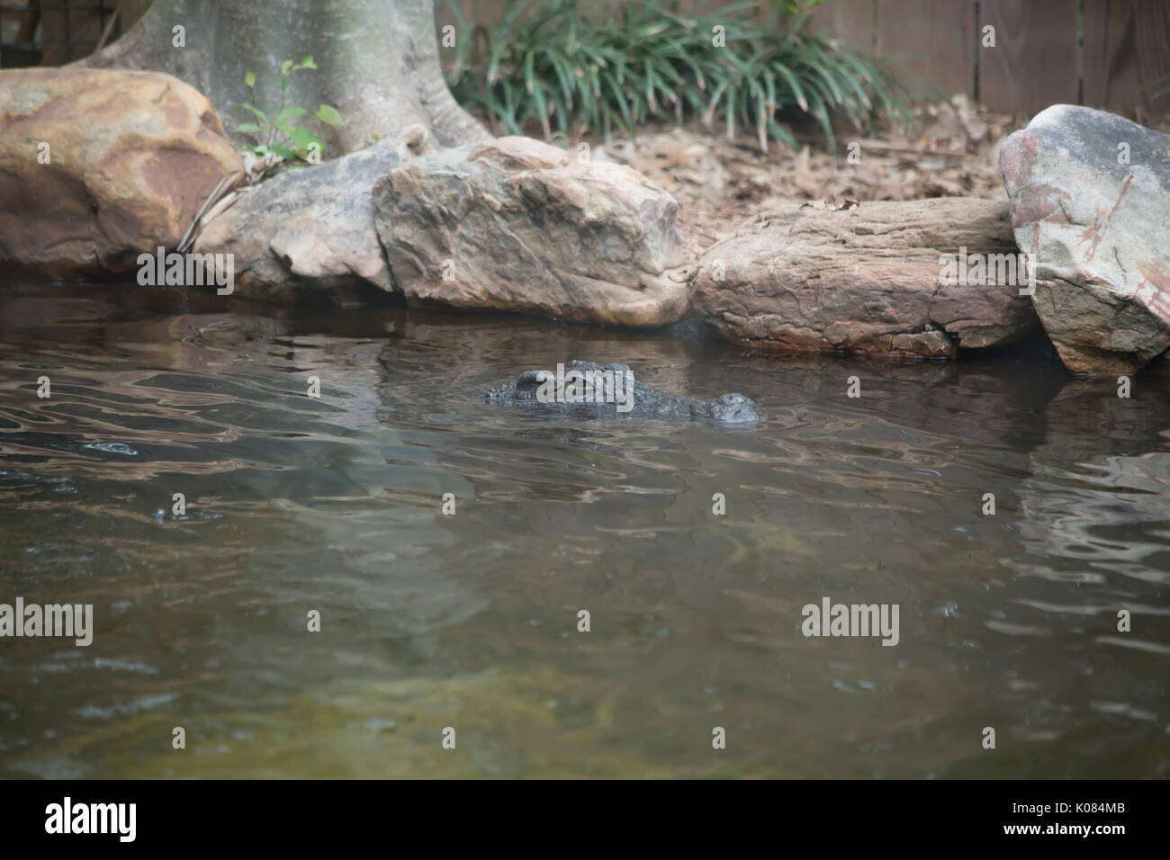 Alligator (Alligator mississippiensis) lurking in a small pond Stock ...