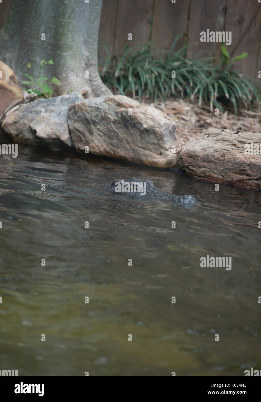 Alligator (Alligator mississippiensis) lurking in a small pond Stock ...