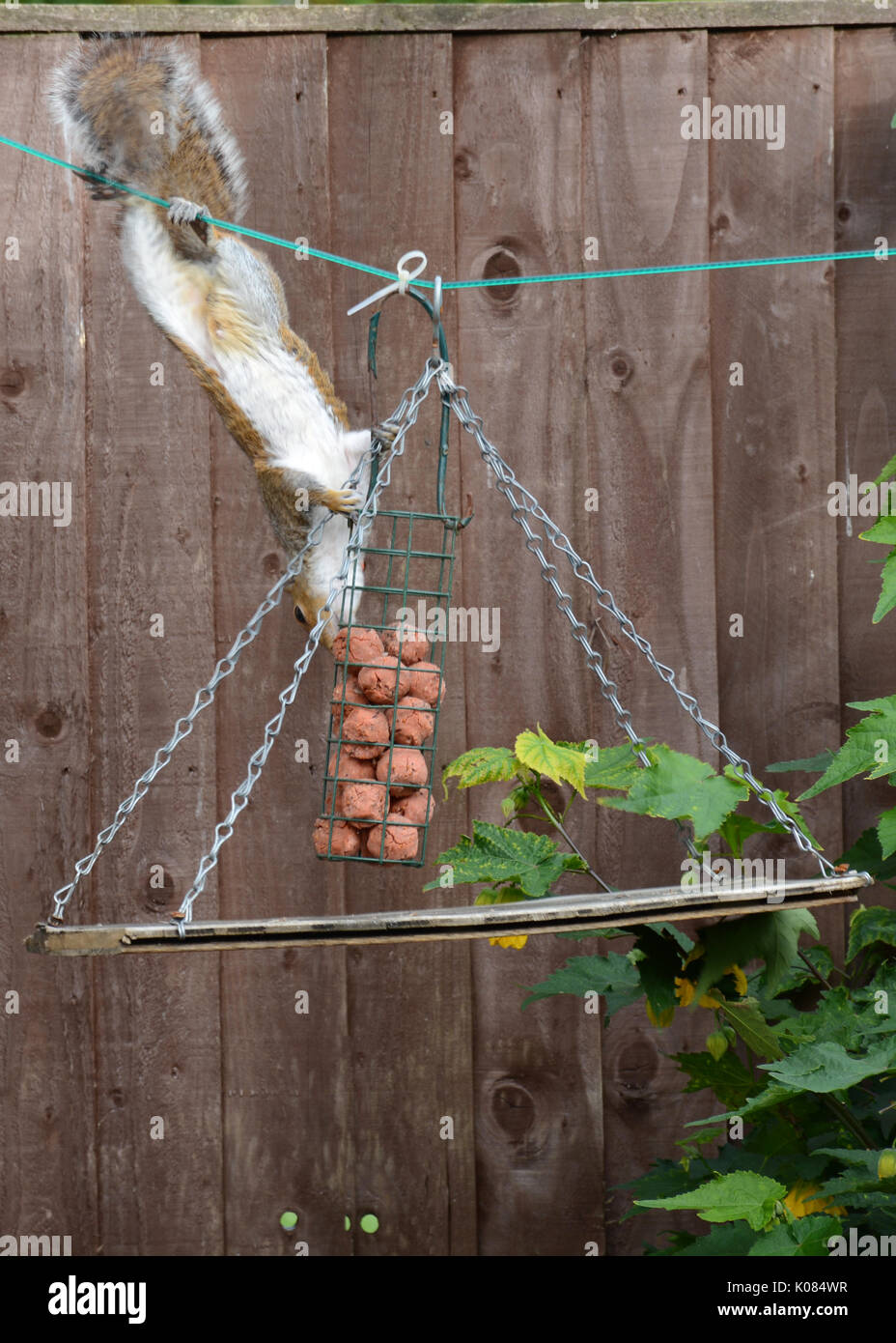 Grey squirrel on washing line Stock Photo - Alamy